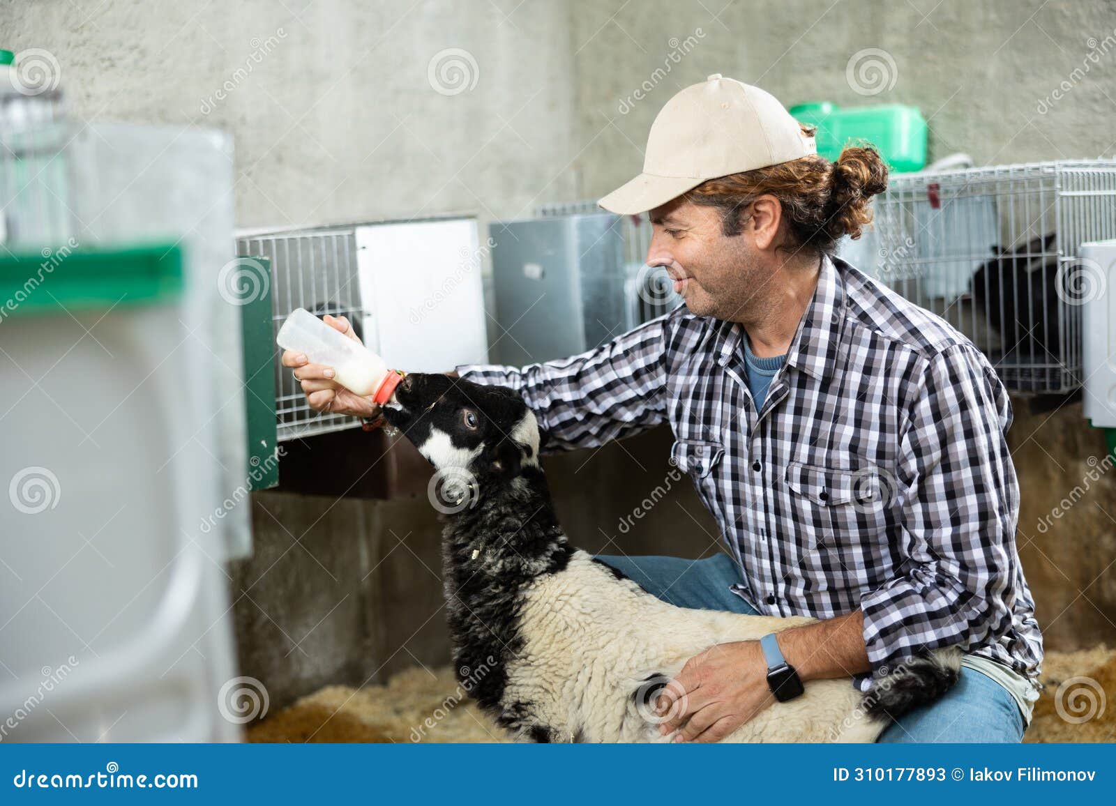 Farm Worker Feeding Baby Sheep Stock Image - Image of farming ...