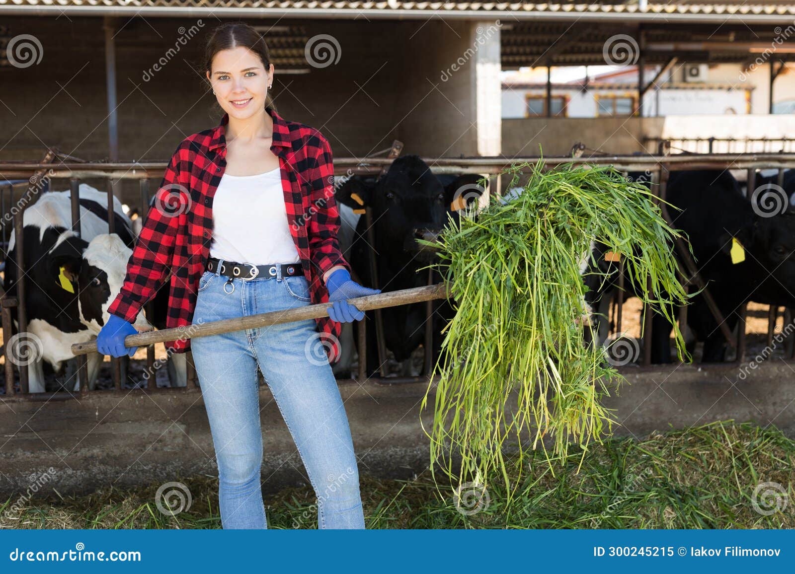 Farm Worker Feeding Fresh Grass To Cows in Barn Stock Image - Image of ...