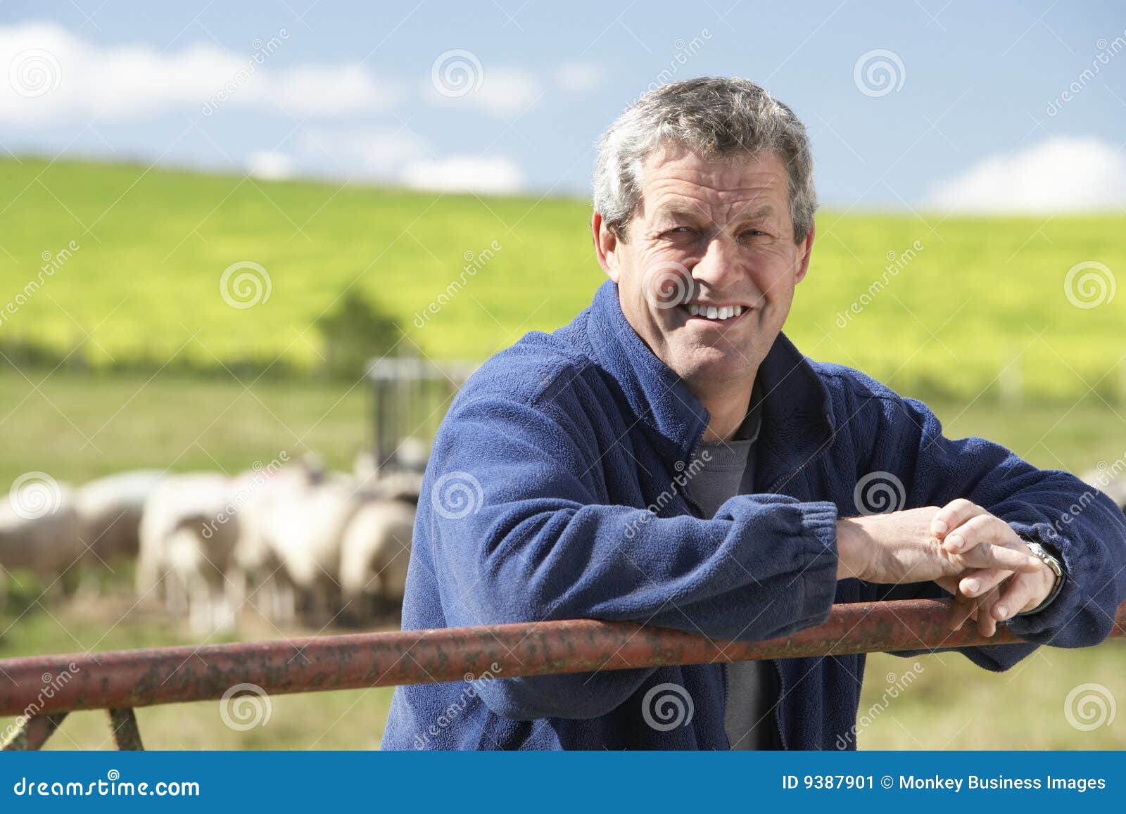 Farm Worker with Flock of Sheep Stock Image - Image of field, camera ...