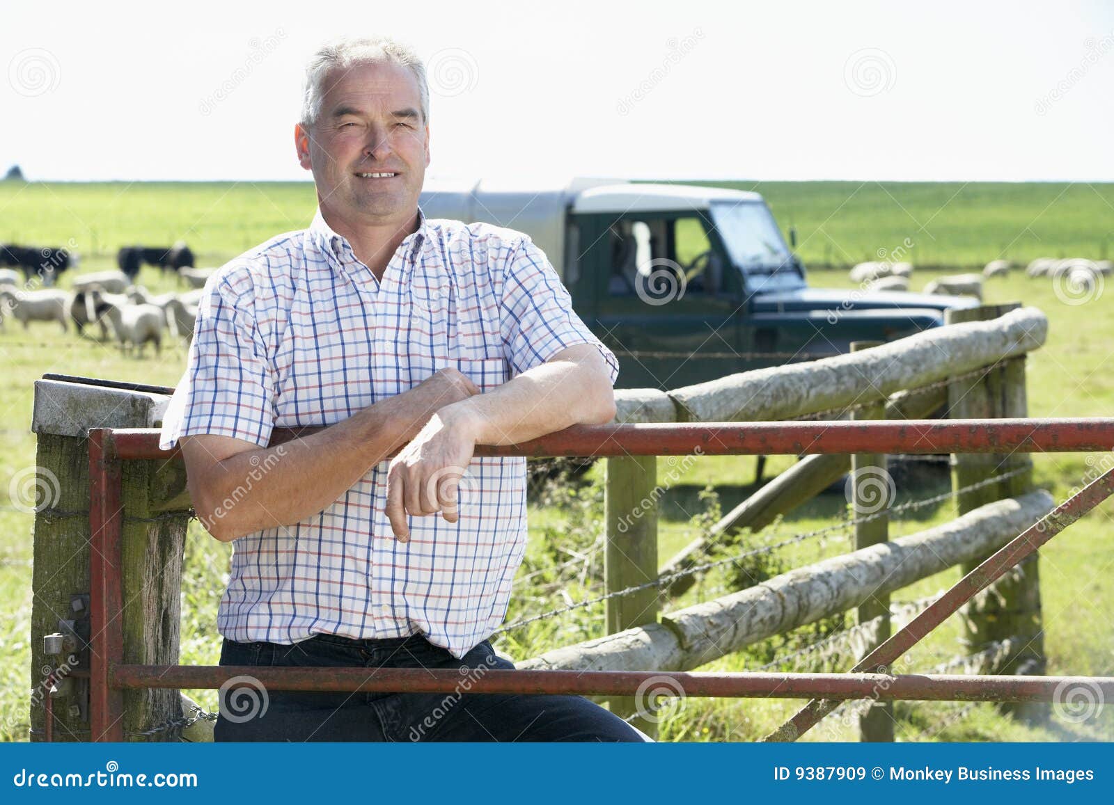 Farm Worker with Flock of Sheep Stock Image - Image of group, flock ...