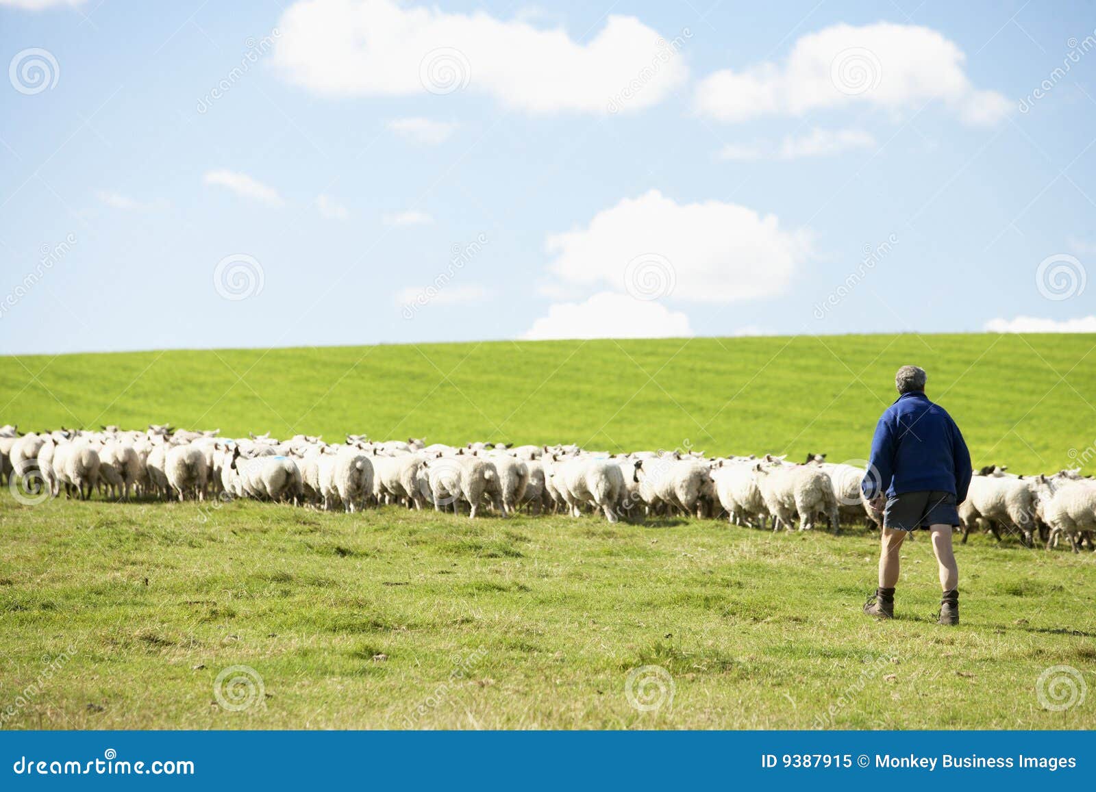 A Farm Worker Rolling A Round Hay Bale On A Grass Field Towards A Pile ...