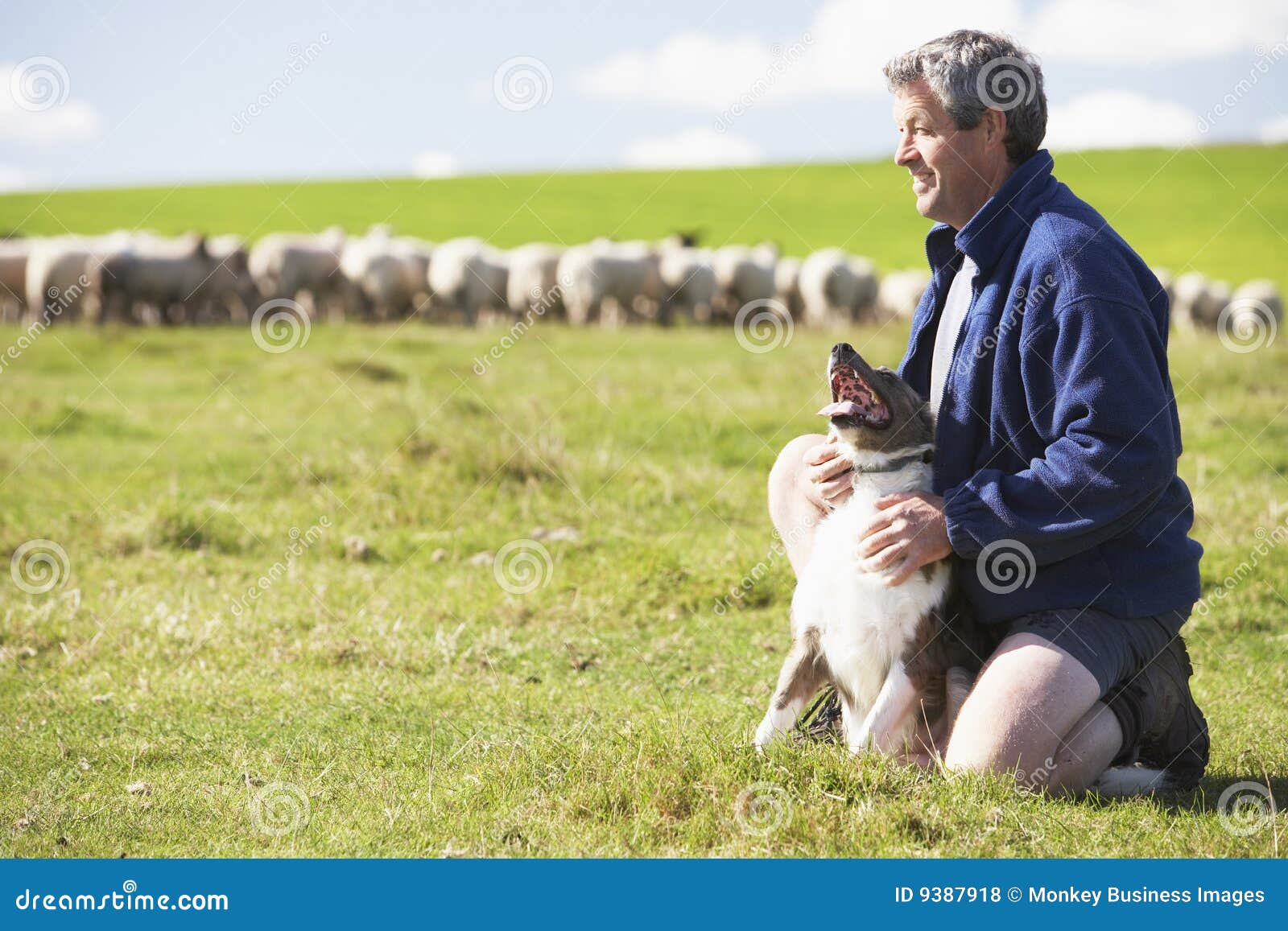 Farm Worker with Flock of Sheep Stock Photo - Image of horizontal ...