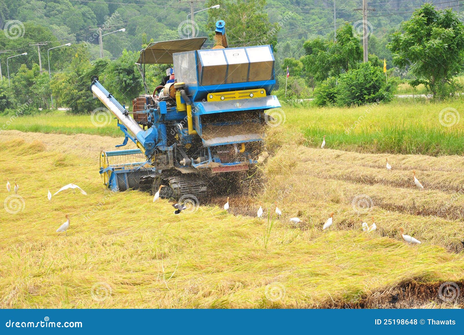 Farm Worker Harvesting Rice Stock Photo - Image of natural, cropper ...