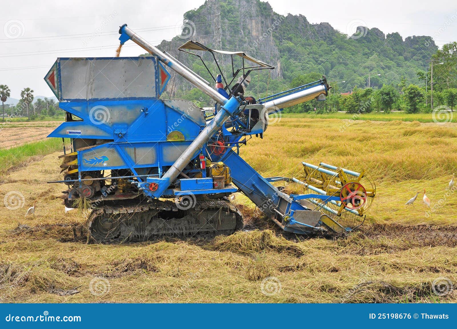 Farm Worker Harvesting Rice Stock Photo - Image of asian, equipment ...