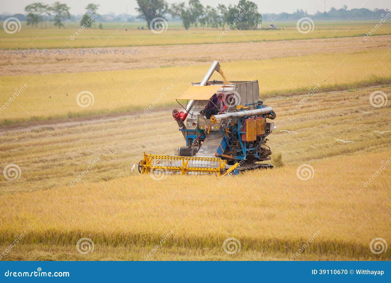 Farm Worker Harvesting Rice with Combine Machine Stock Photo - Image of ...