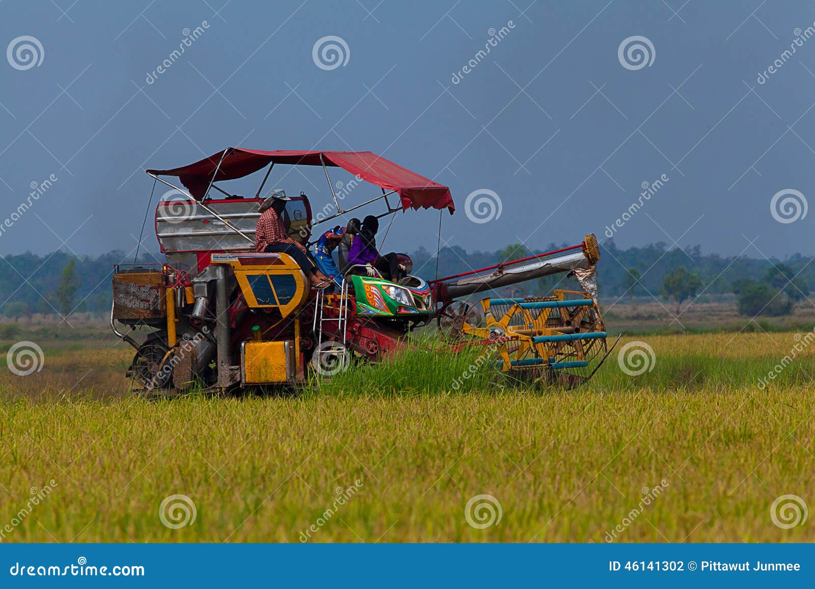 Farm Worker Harvesting Rice Editorial Photography - Image of machinery ...