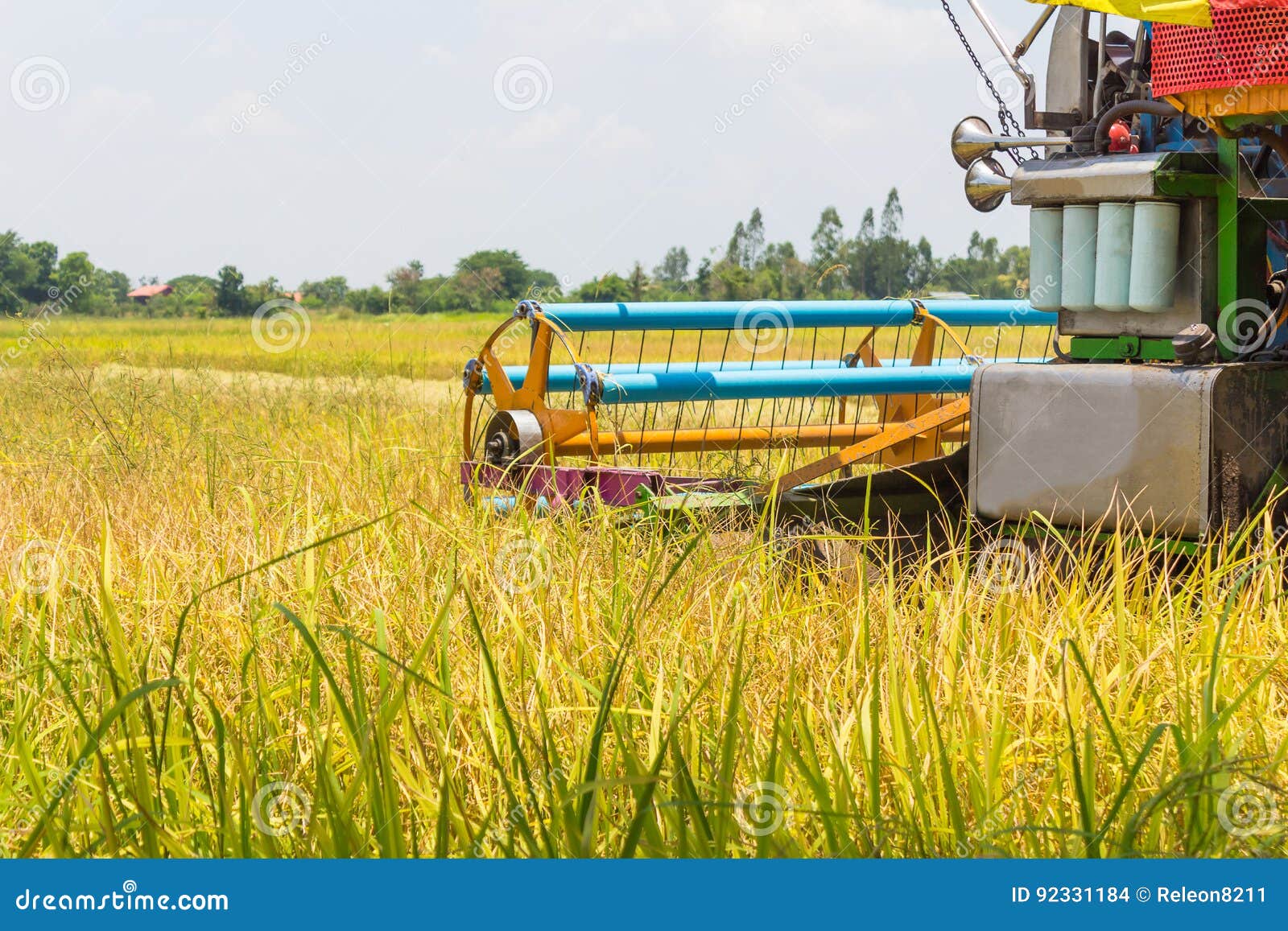 Farm Worker Harvesting Rice Stock Photo - Image of field, agriculture ...