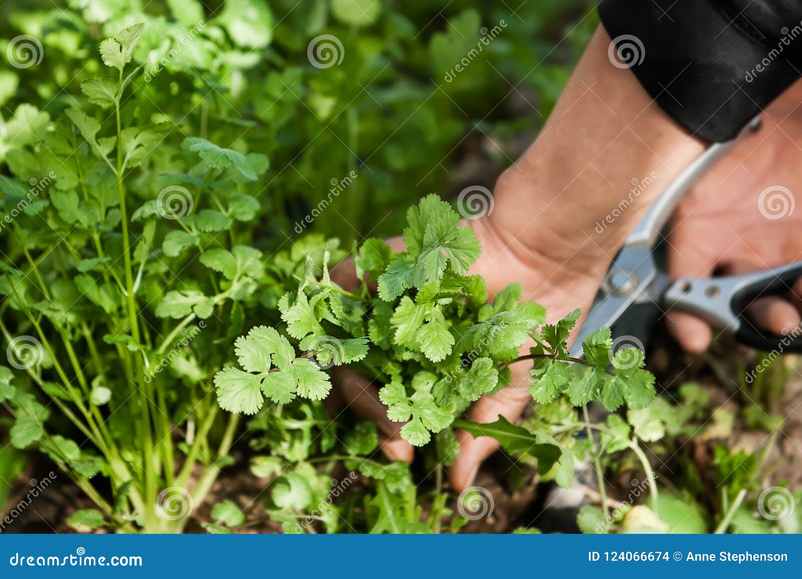 Harvesting the Herb Cilantro by Hand. Stock Photo - Image of fresh ...