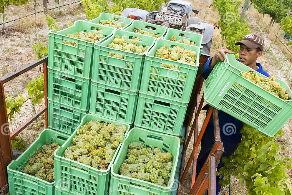 Farm Worker Loading Crates of Harvested Grapes Editorial Stock Image ...
