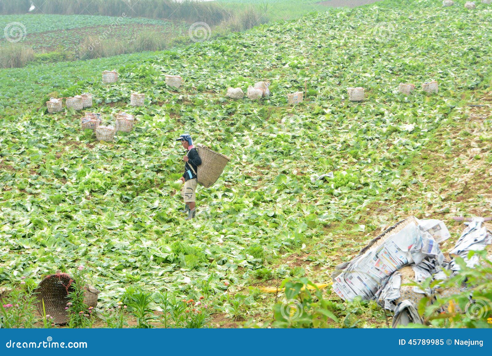 Farm Worker editorial image. Image of adult, gardener - 45789985