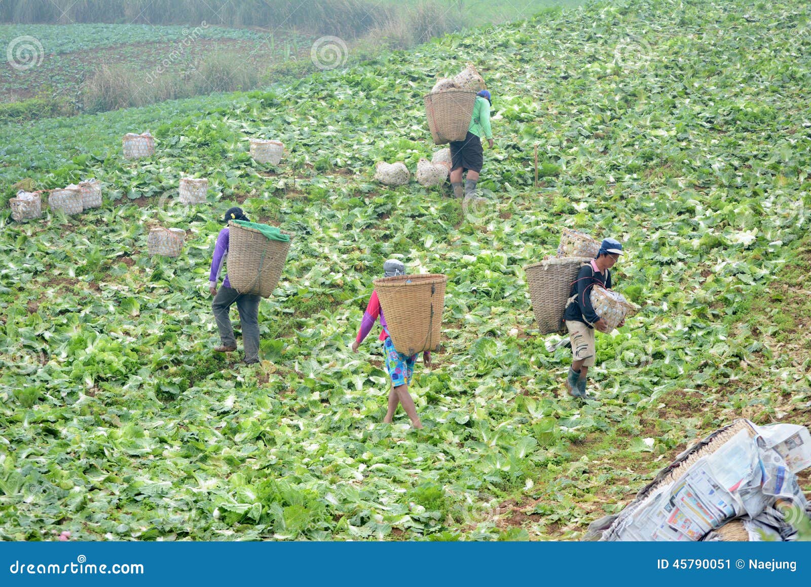 Farm Worker editorial photo. Image of green, backbreaking - 45790051