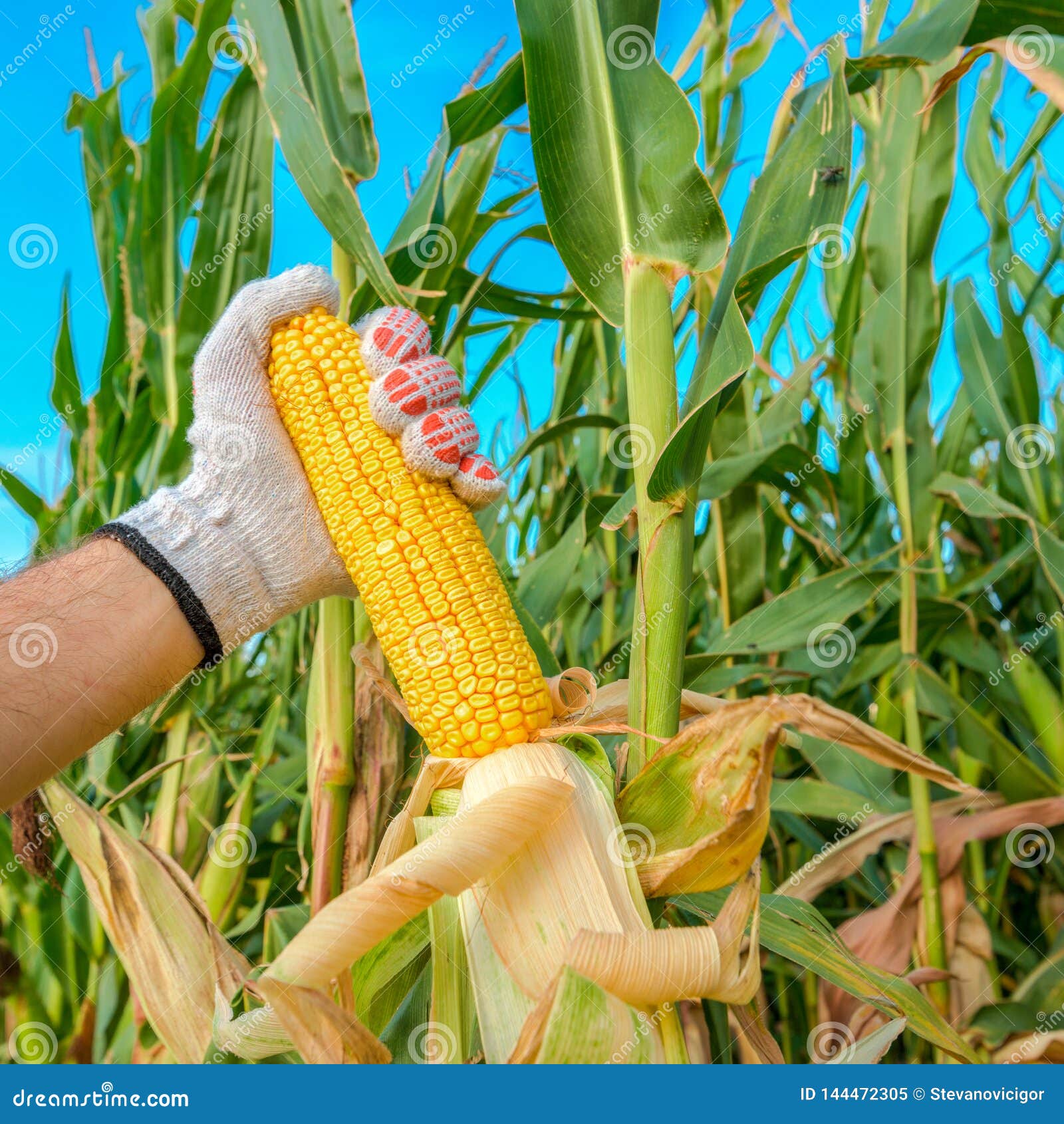 Farm Worker Picking Corn on the Cob Stock Image - Image of field, crop ...