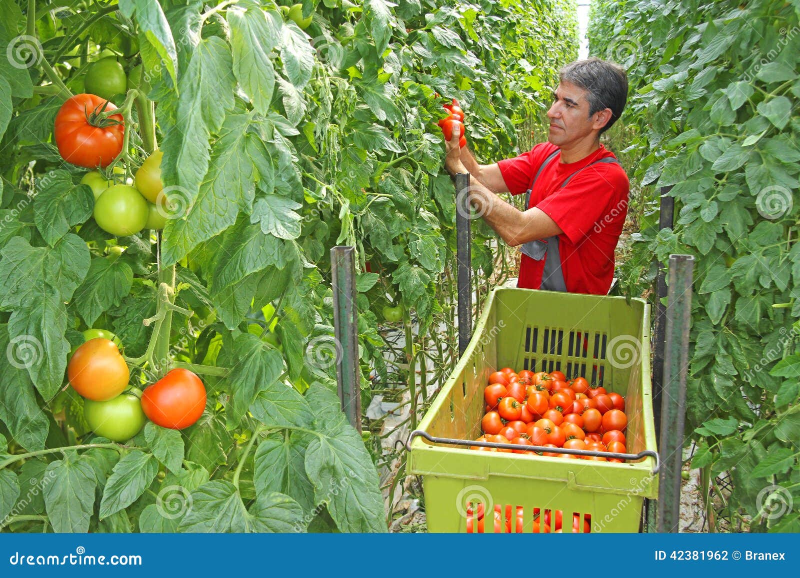 Farm worker picking tomato stock photo. Image of nature - 42381962