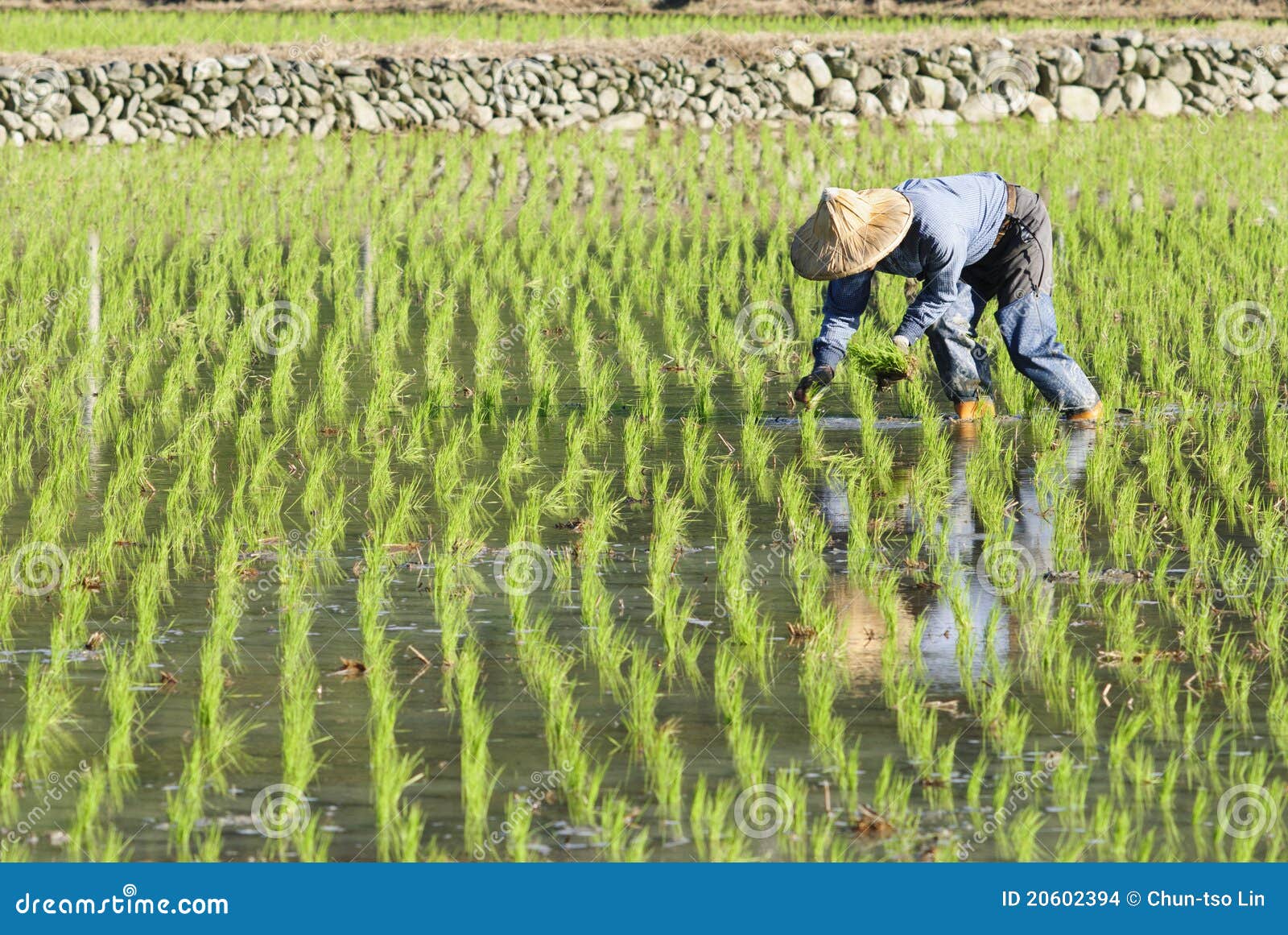 Farm Worker Planting on Paddy Rice Field . Stock Photo - Image of ...