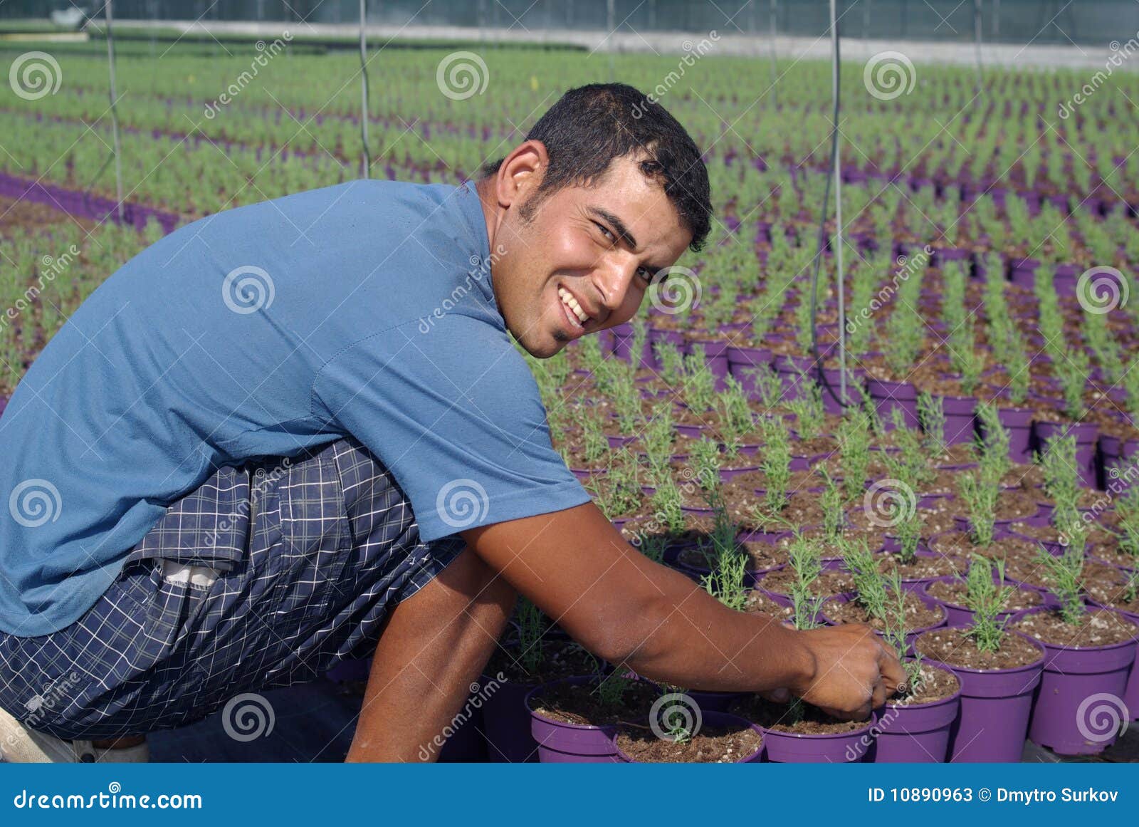 Farm Worker Preparing New Plants Stock Image - Image of farming ...