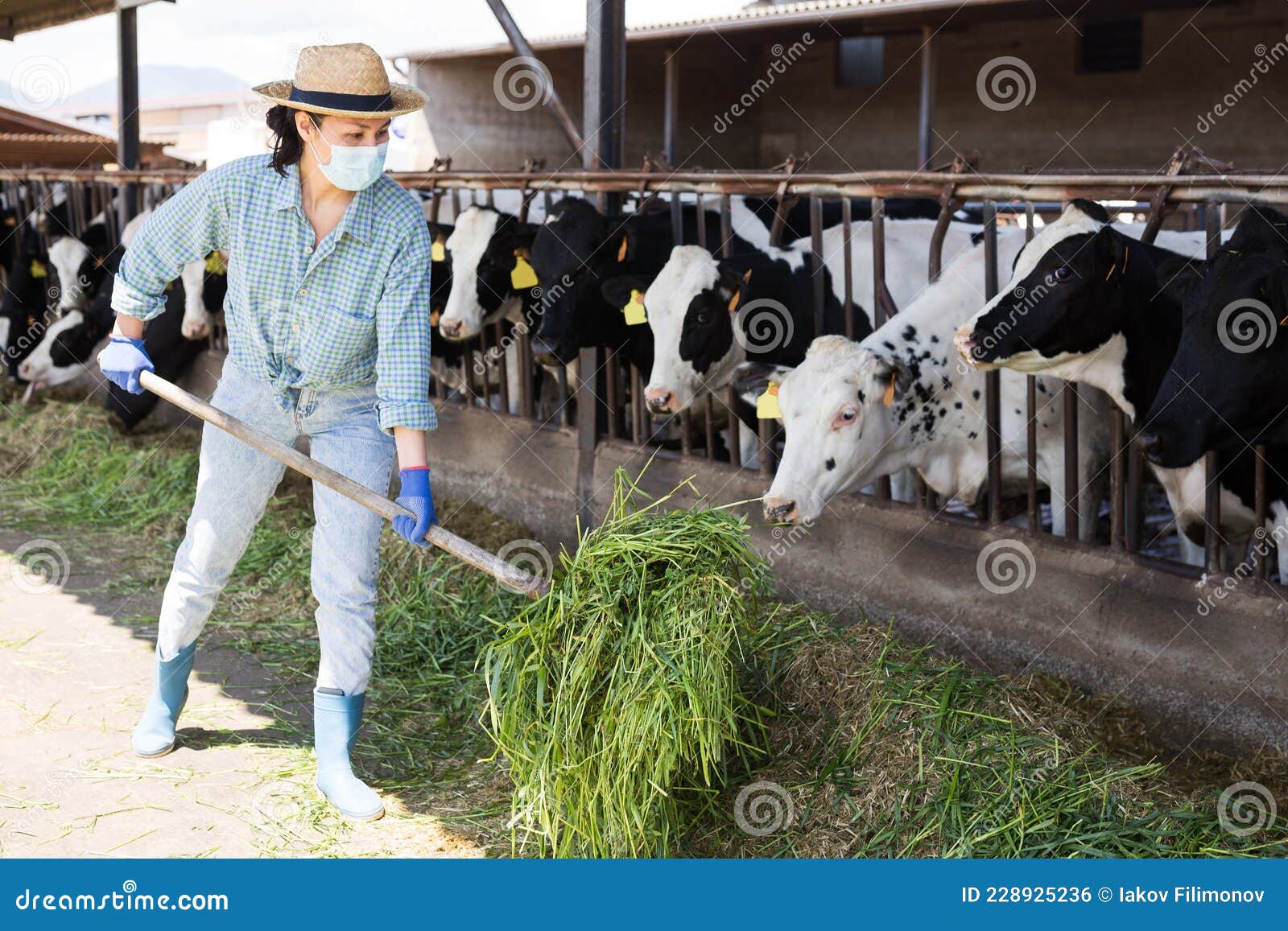 Farm Worker in Protective Mask Feeding Grass To Cows in Barn Stock ...