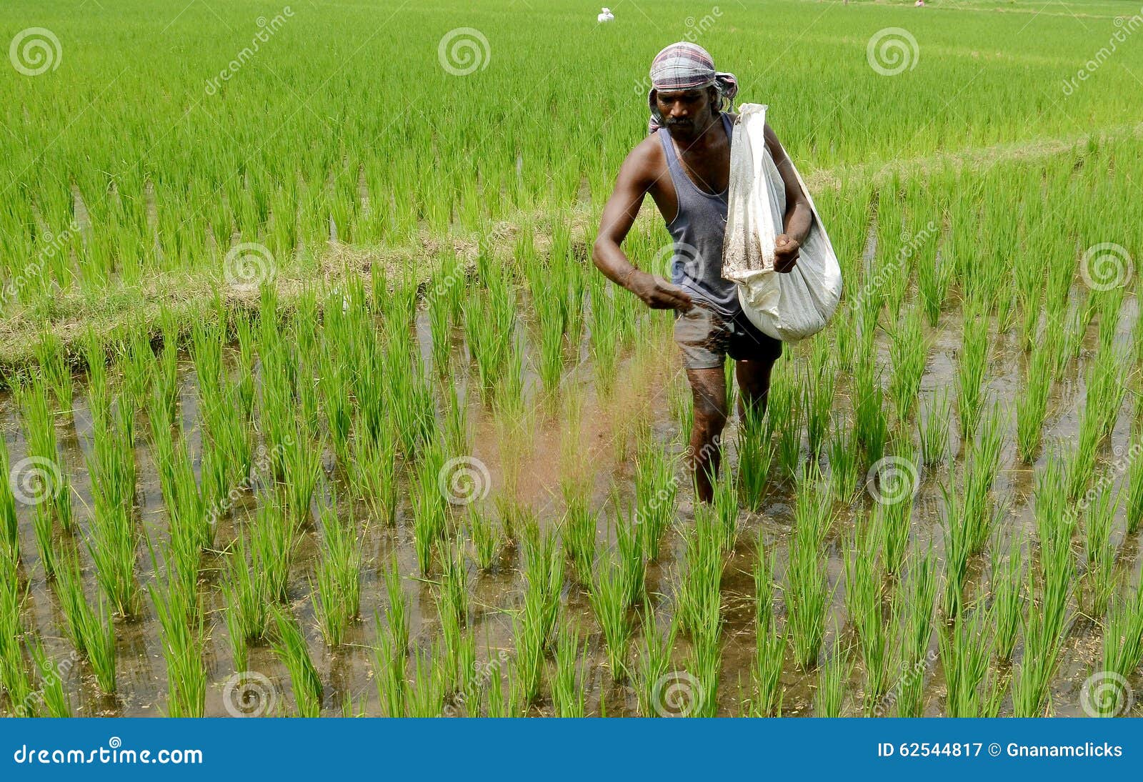 A FARM WORKER THROWS FERTILIZER in the PADDY FIELD Editorial ...