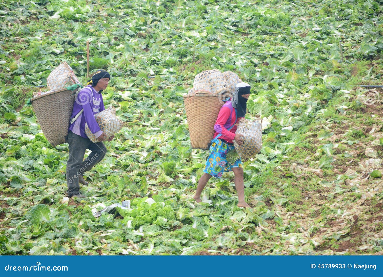 Farm Worker editorial stock photo. Image of gardener - 45789933