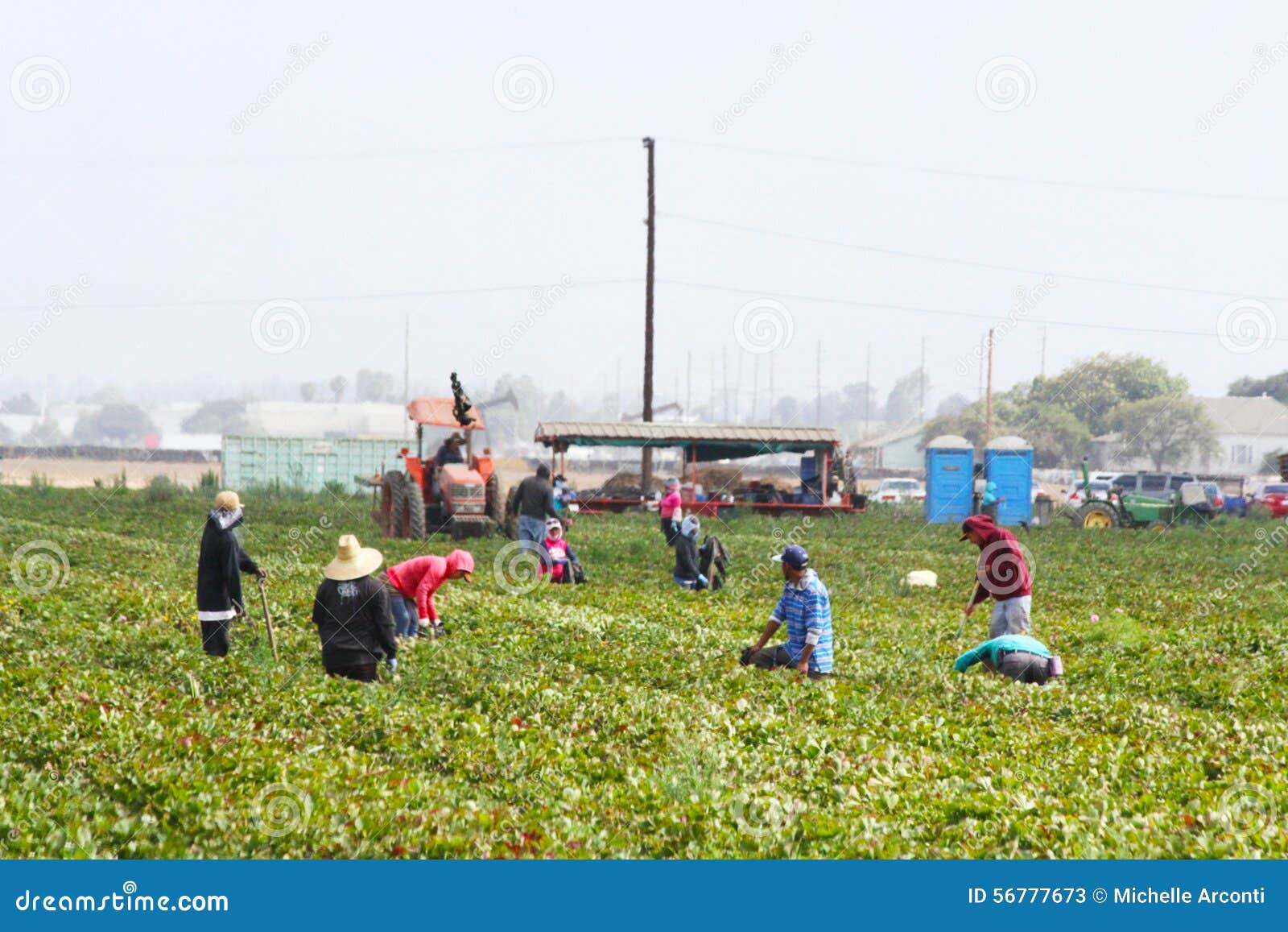 Farm Workers editorial stock photo. Image of prairie - 56777673