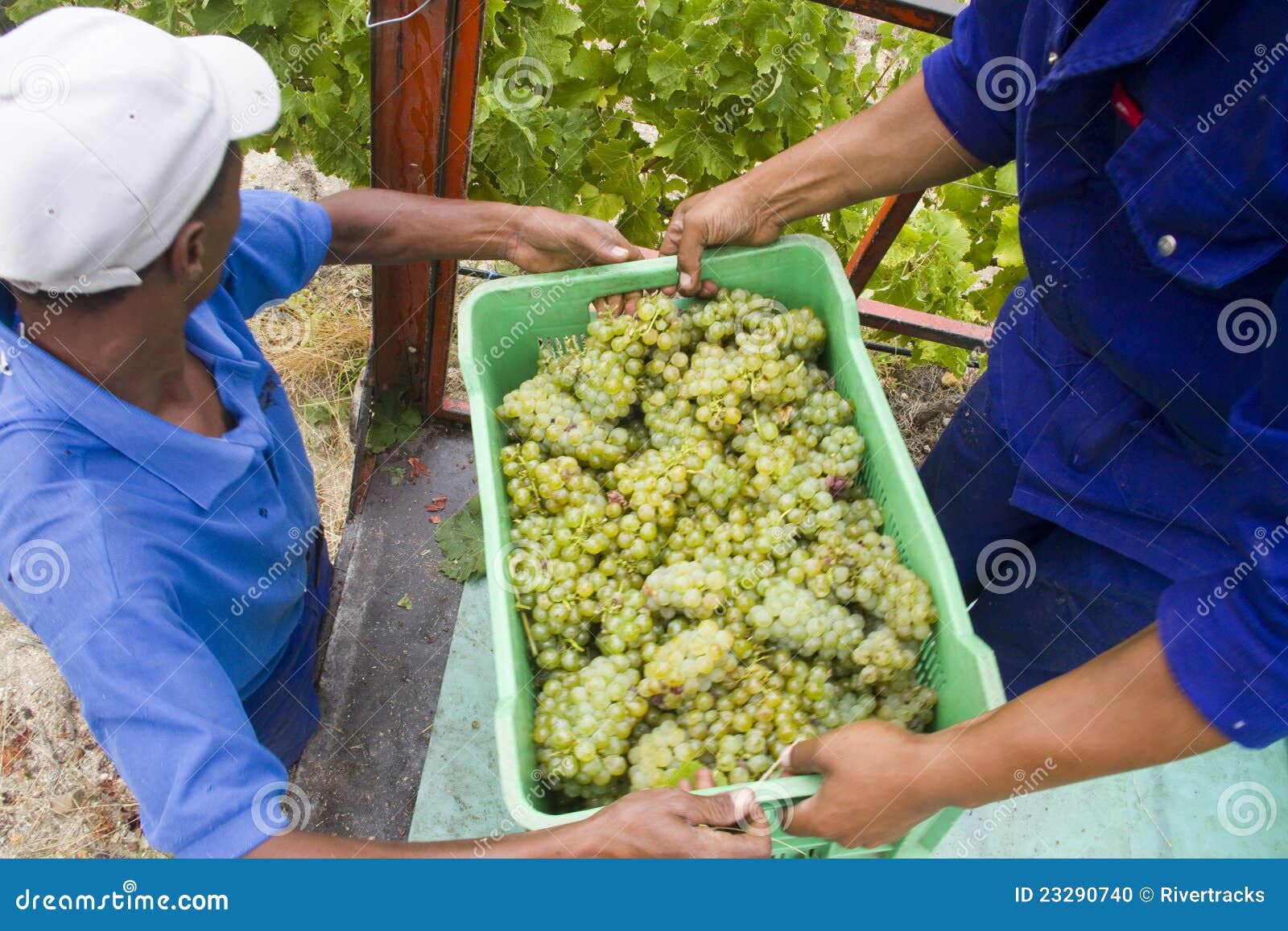 Farm Workers Harvesting Green Grapes Editorial Image - Image of male ...