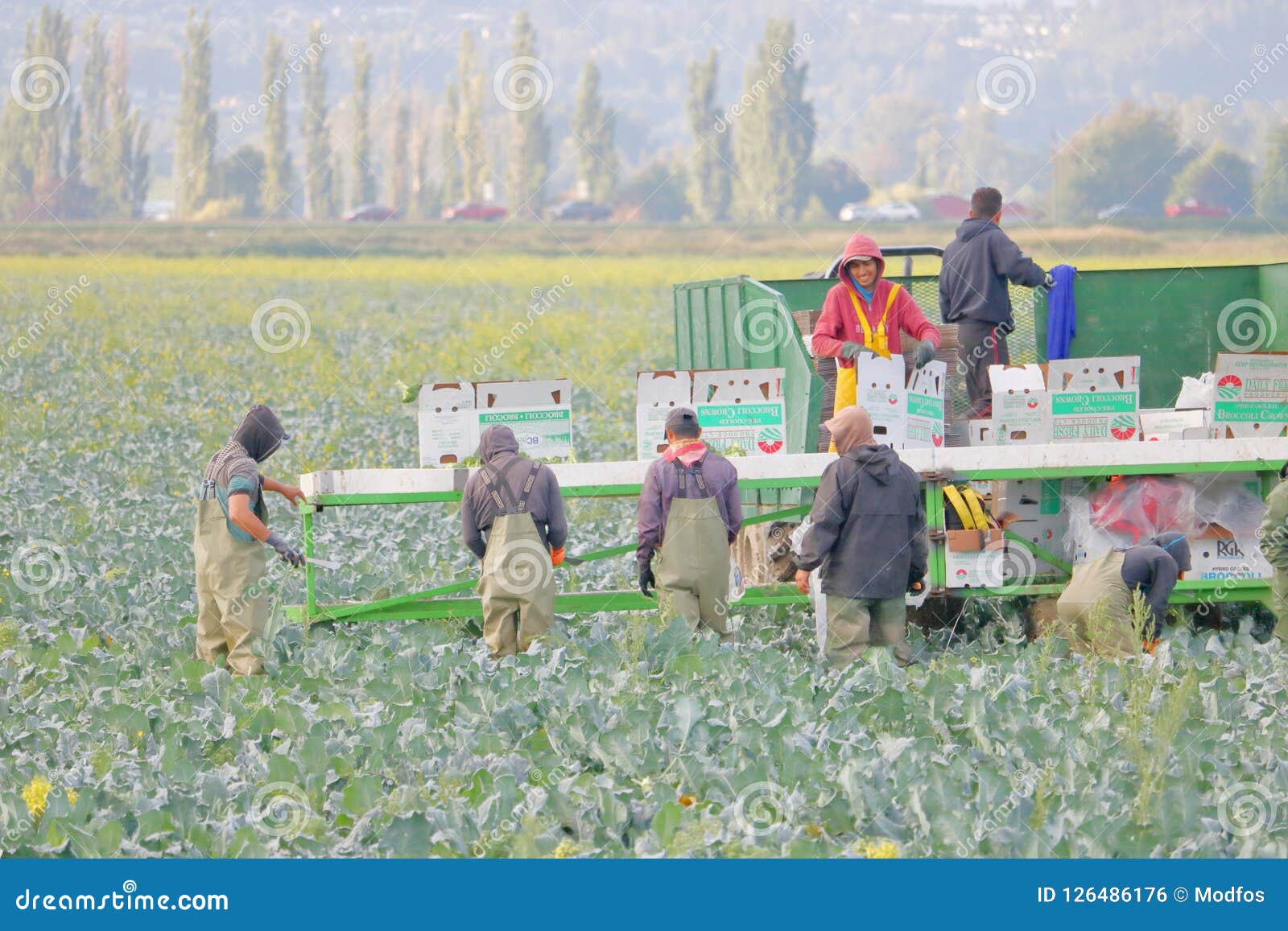 Farm Workers Loading Boxes editorial photo. Image of outside - 126486176