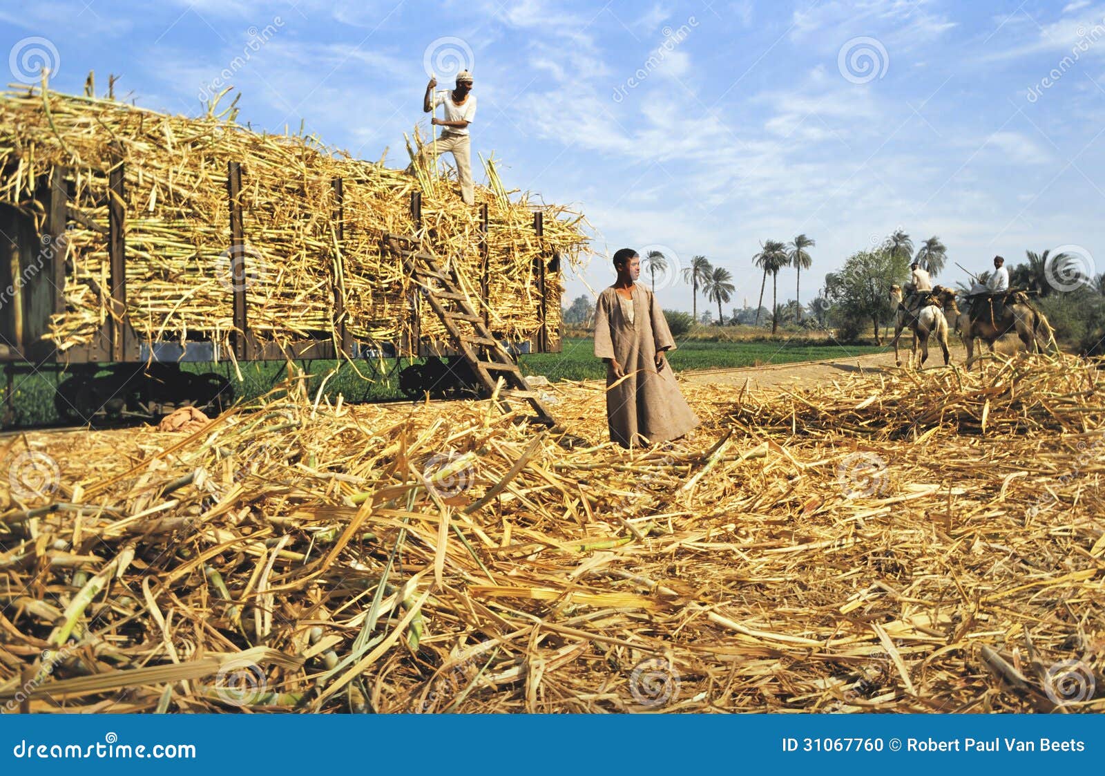 Farm Workers Loading Harvested Sugarcane Editorial Image - Image of ...