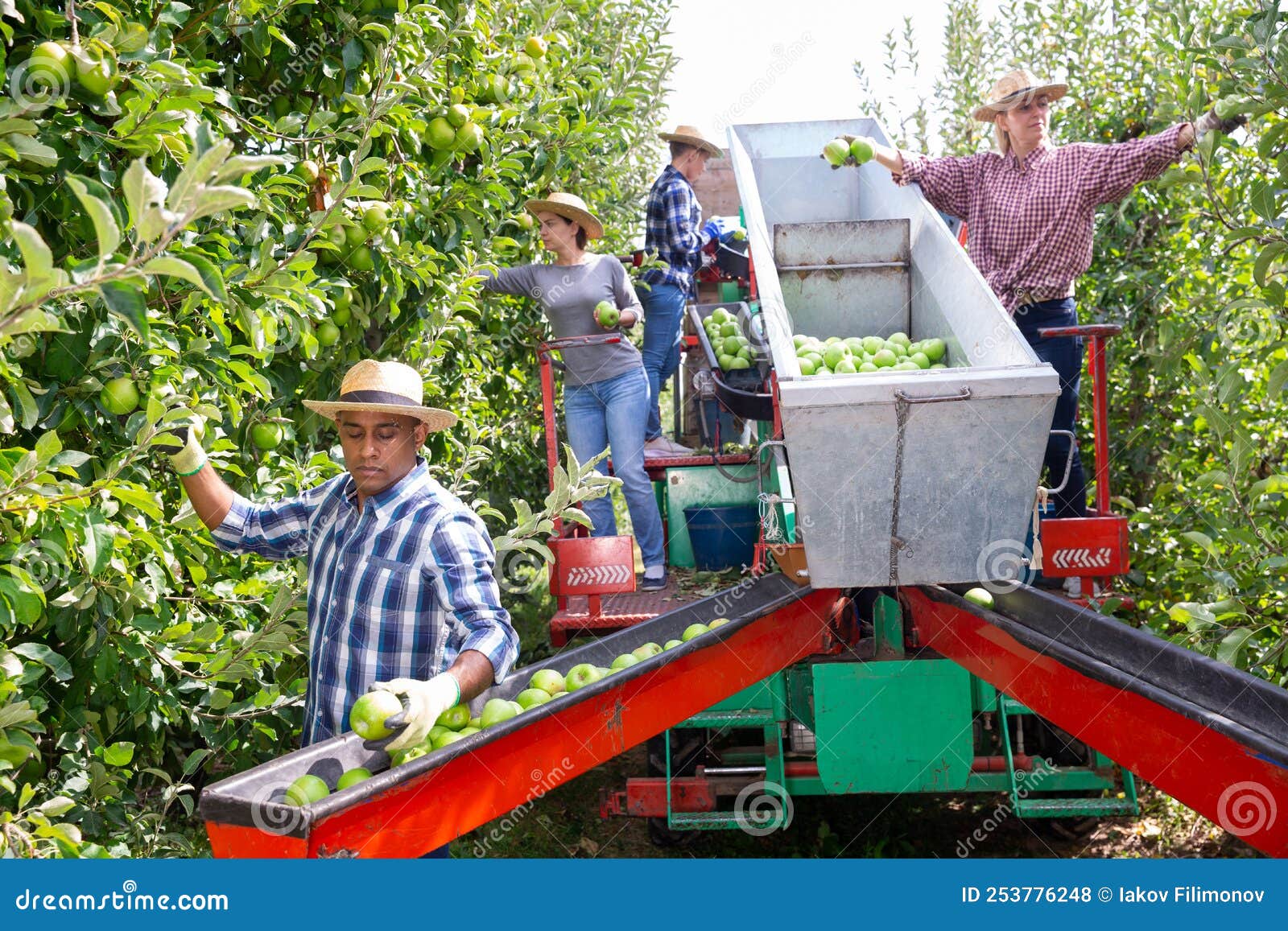 Workers Harvesting Ripe Apples Using Sorting Machine Stock Photo ... Workers Harvesting Ripe Apples Using Sorting Machine Stock Photo ...