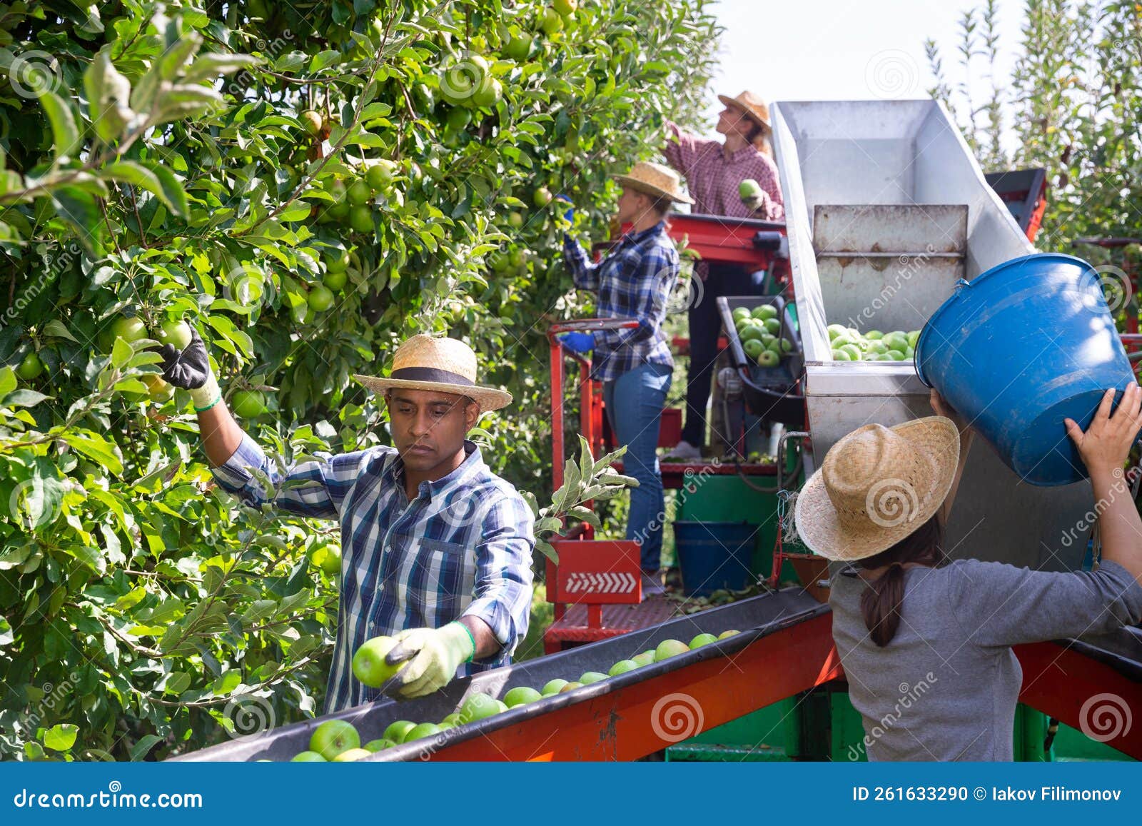 Workers Harvesting Ripe Apples Using Sorting Machine Stock Photo ... Workers Harvesting Ripe Apples Using Sorting Machine Stock Photo ...
