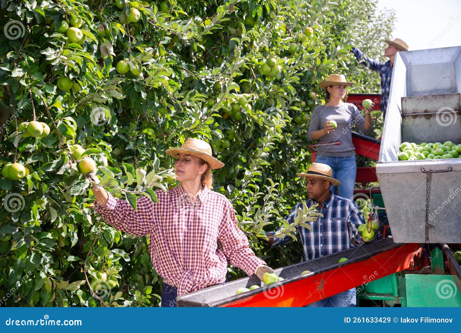 Workers Harvesting Ripe Apples Using Sorting Machine Stock Image ... Workers Harvesting Ripe Apples Using Sorting Machine Stock Image ...