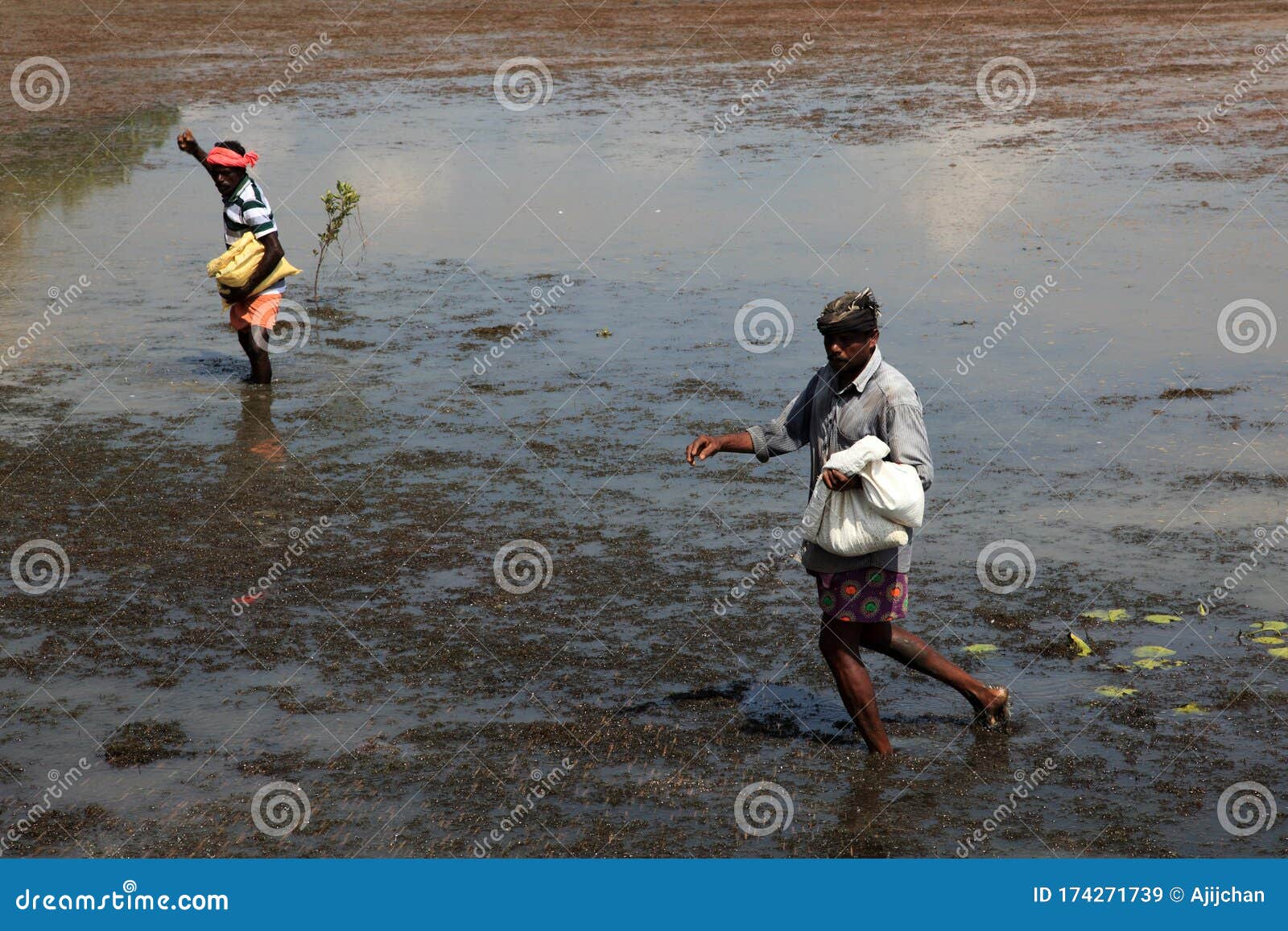 Farm Workers Throw Fertilizer in the Paddy Fields Editorial Stock Image ...