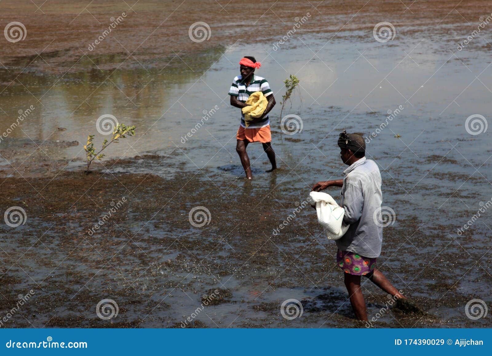 Farm Workers Throw Fertilizer in the Paddy Fields Editorial Stock Image ...