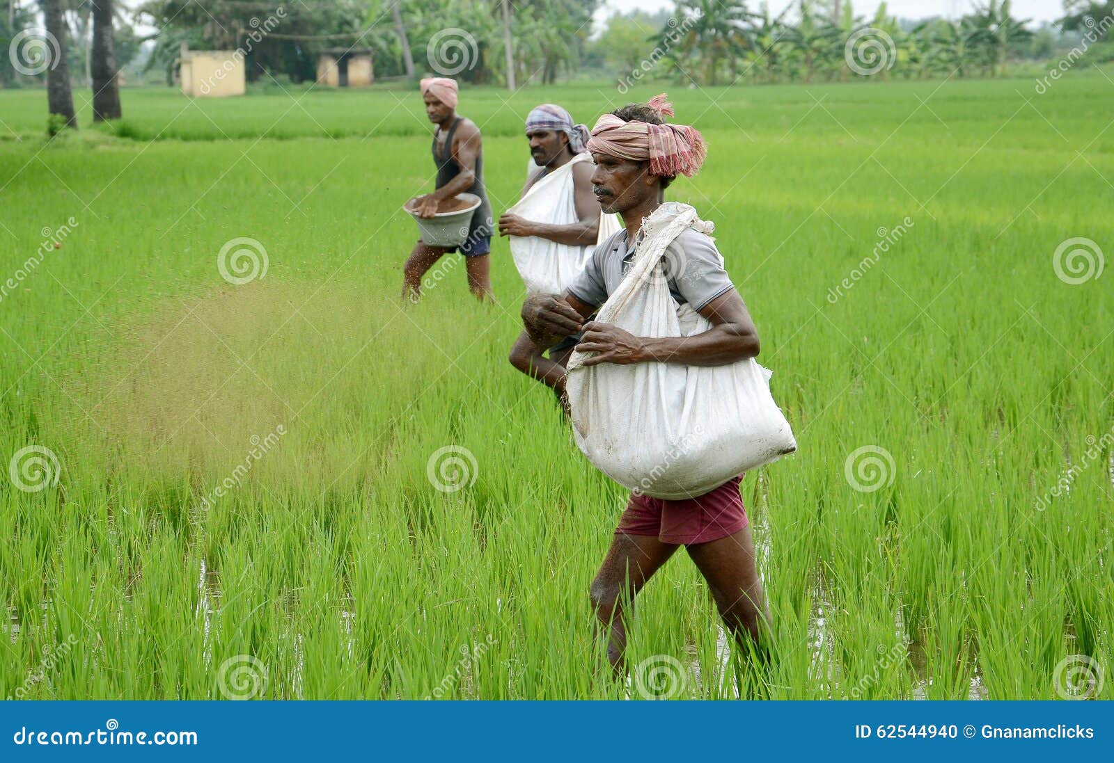 A FARM WORKERS THROWS FERTILIZER in the PADDY FIELD Editorial Image ...
