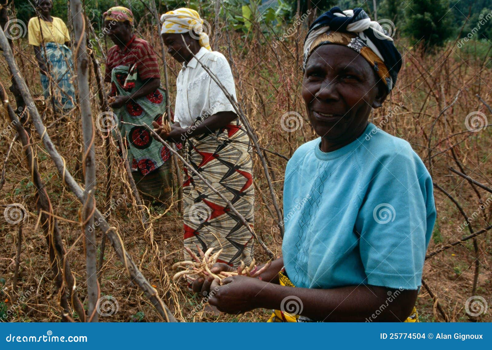 Farm workers, Uganda editorial stock image. Image of working - 25774504