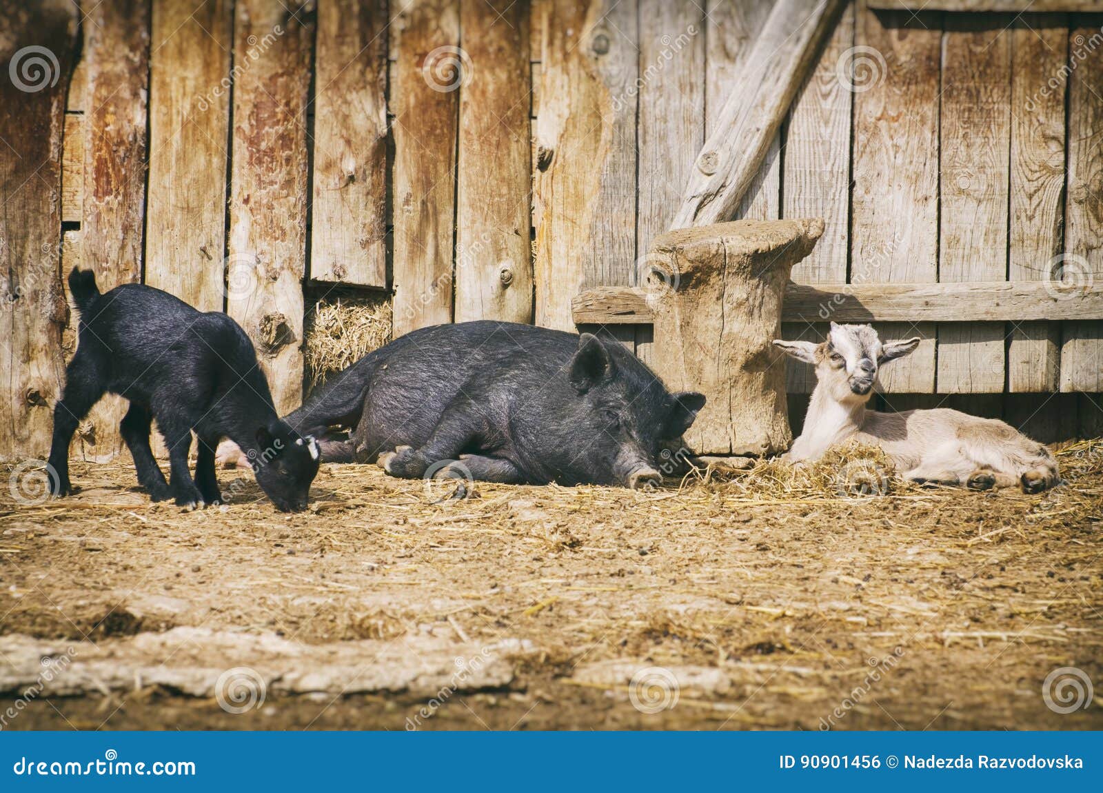 Farm Yard with Animals stock photo. Image of animal, house - 90901456