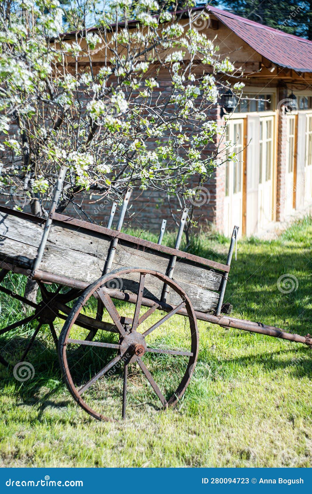 Farm Yard with Blooming Cherry Trees Stock Image - Image of garden ...