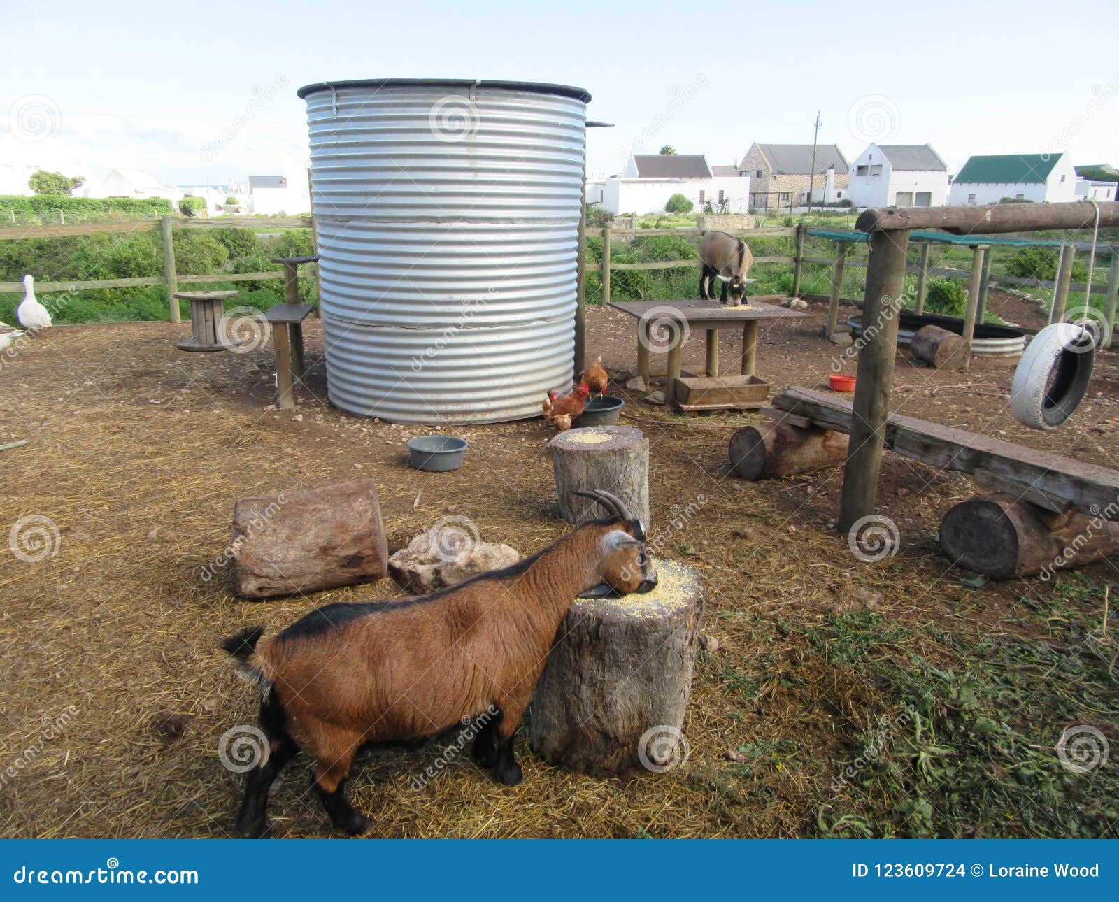 Farm Yard Fun editorial stock image. Image of life, yard - 123609724