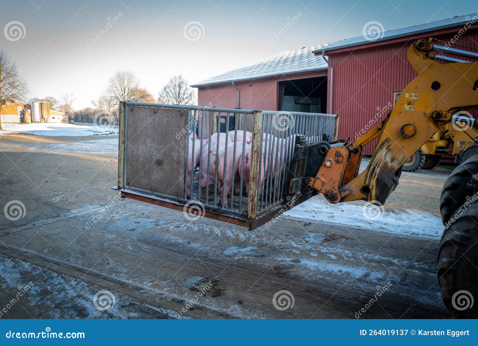 Young Pigs are Transported in a Cage by a Wheel Loader Stock Image ...