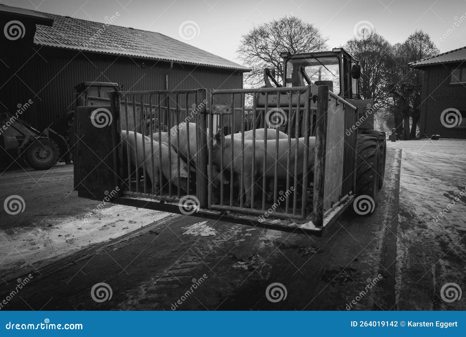 Young Pigs are Transported in a Cage by a Wheel Loader Stock Photo ...