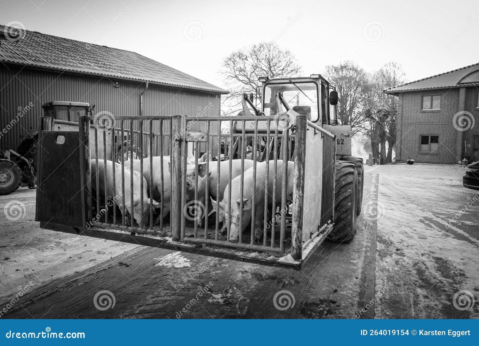 Young Pigs are Transported in a Cage by a Wheel Loader Stock Photo ...