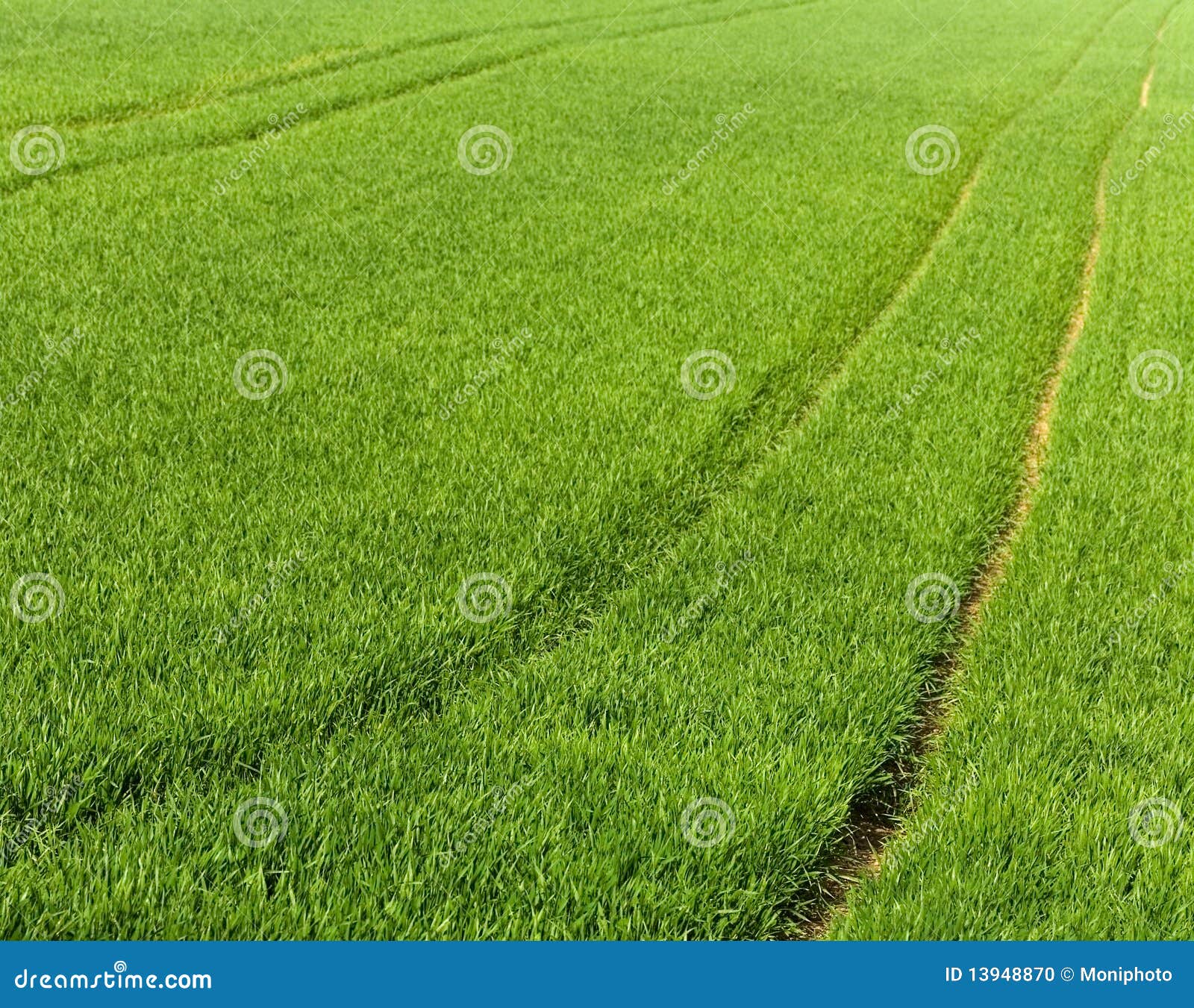 Farm with Young Wheat,Spring Time Stock Photo - Image of area, green ...