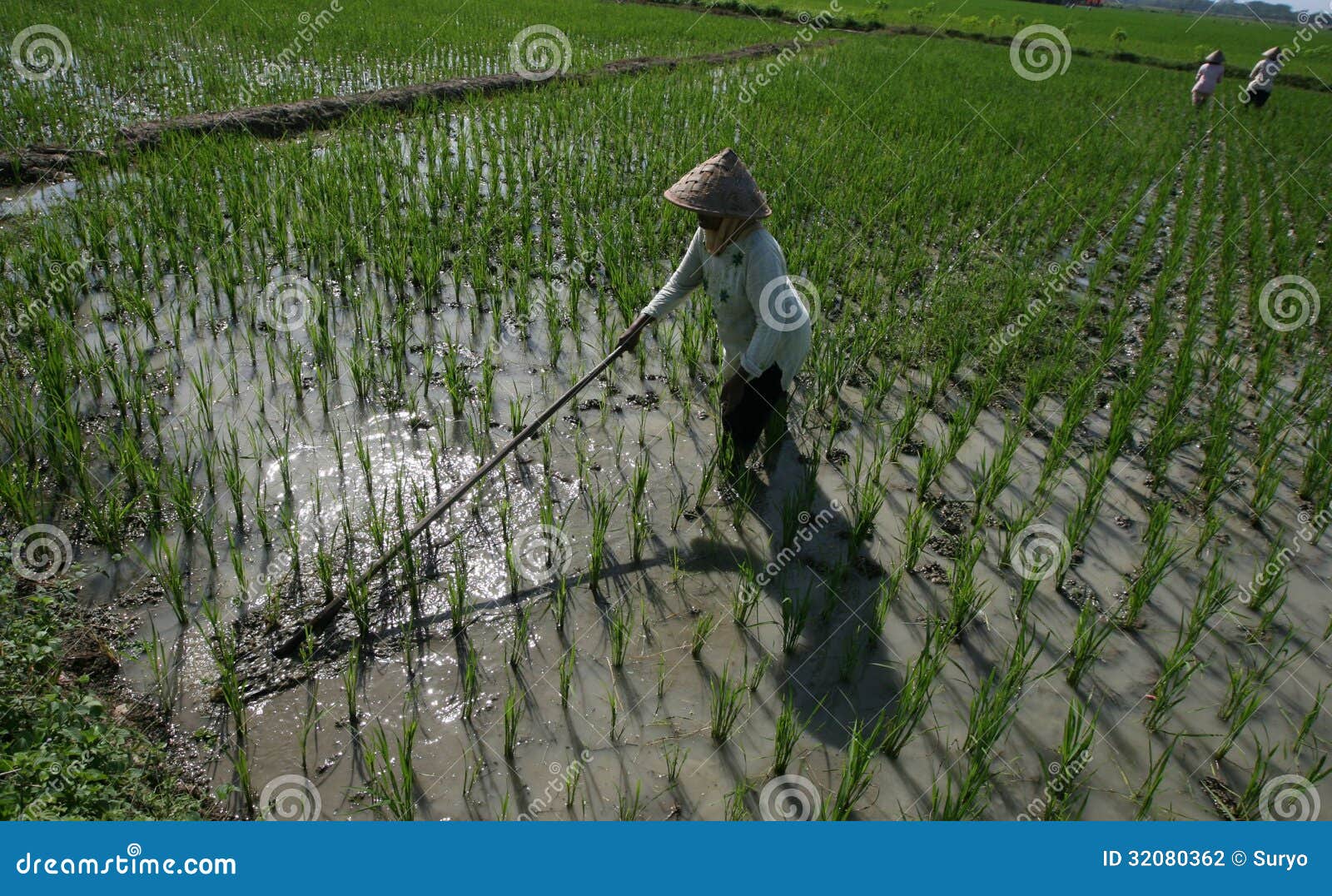 Farme editorial photography. Image of grass, farmer, colo - 32080362