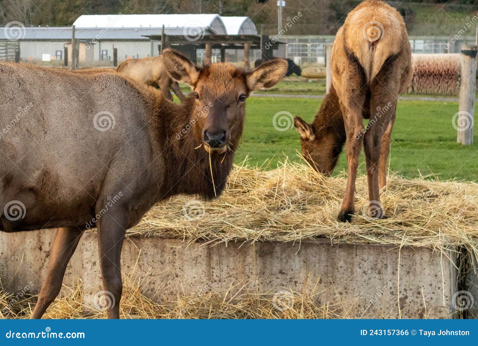 Farmed Elk Eating in Grassy Winter Field Stock Photo - Image of cold ...
