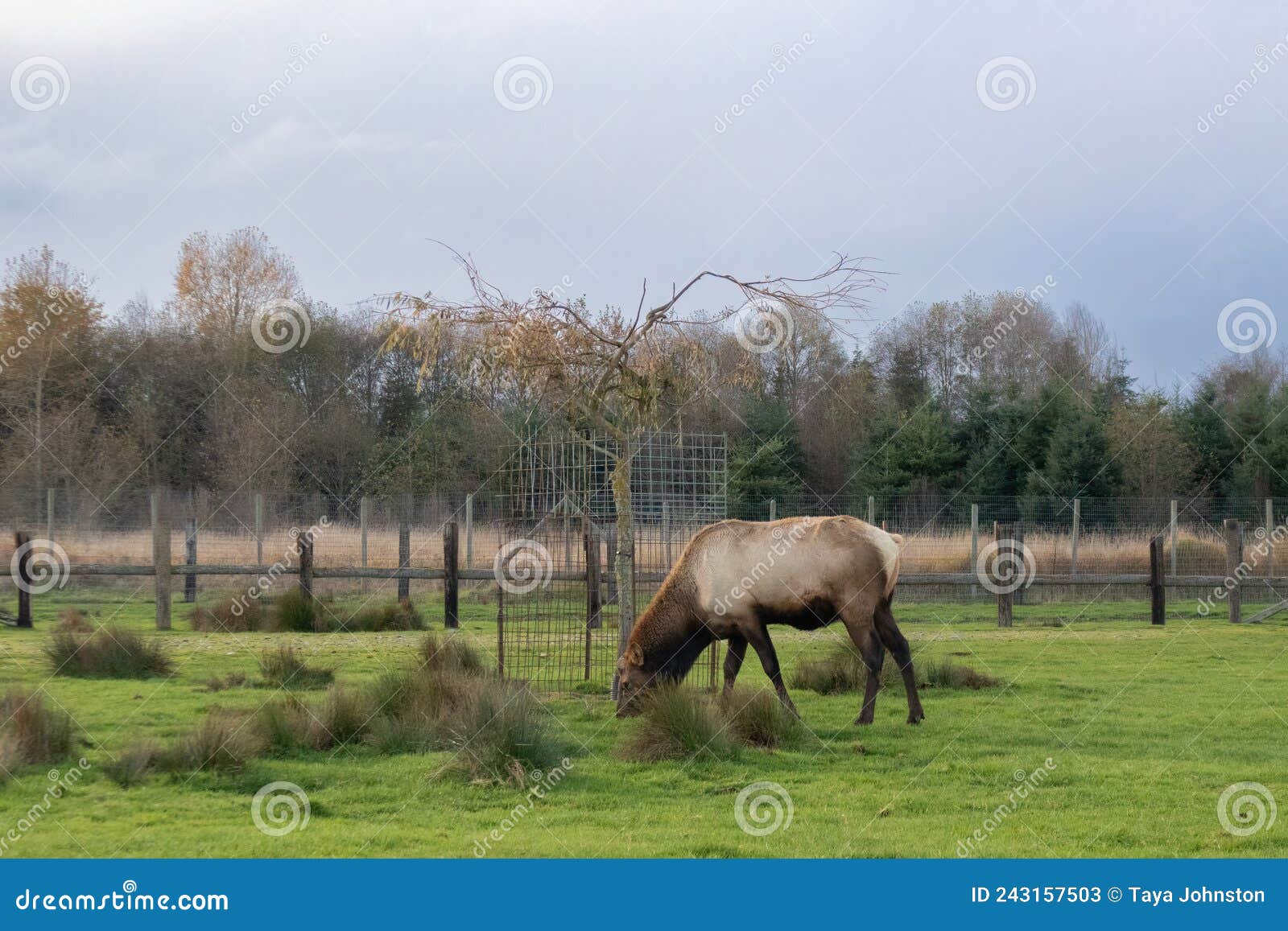 Farmed Elk Eating in Grassy Winter Field Stock Image - Image of field ...