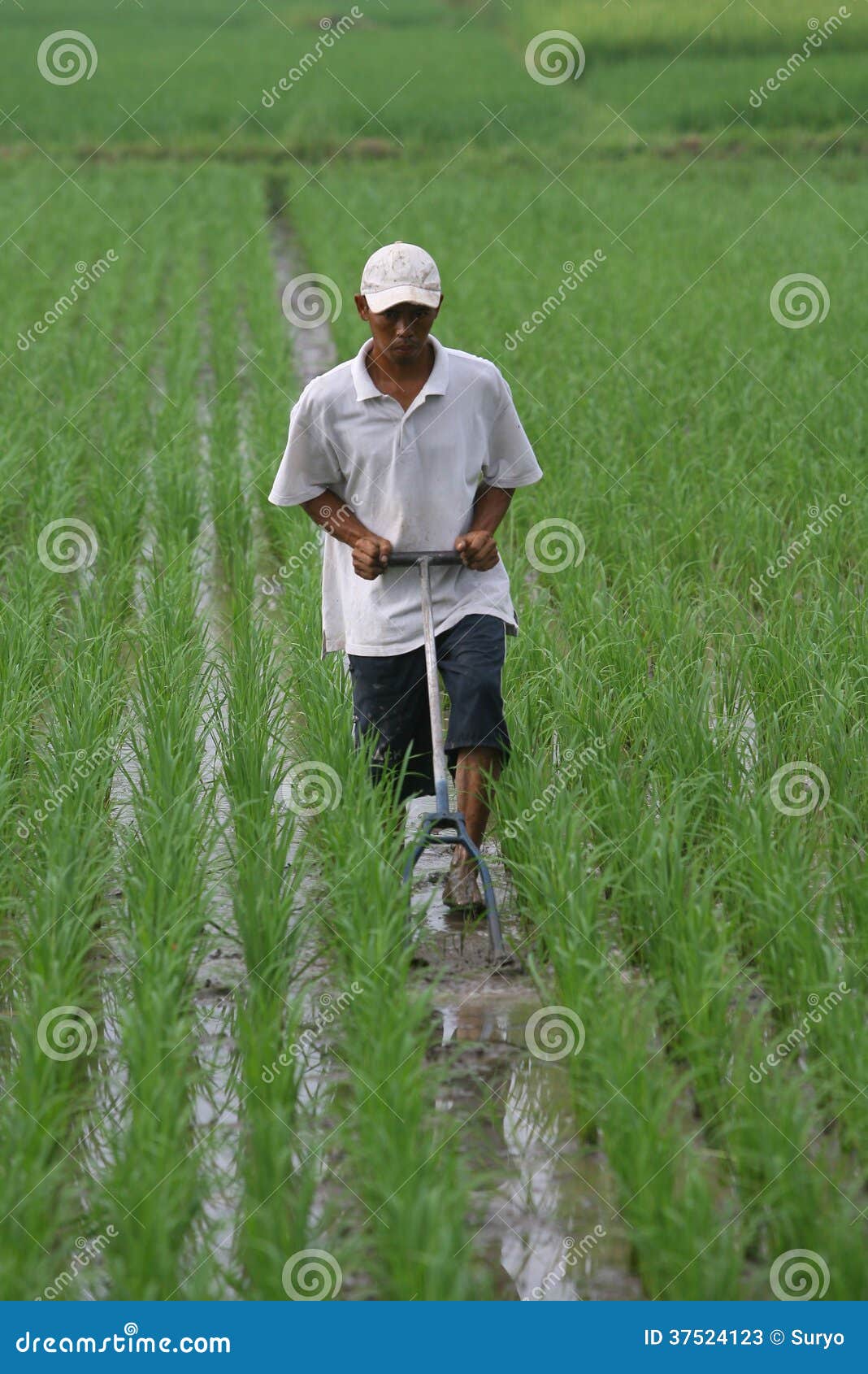 Farmer editorial stock photo. Image of farm, indonesia - 37524123