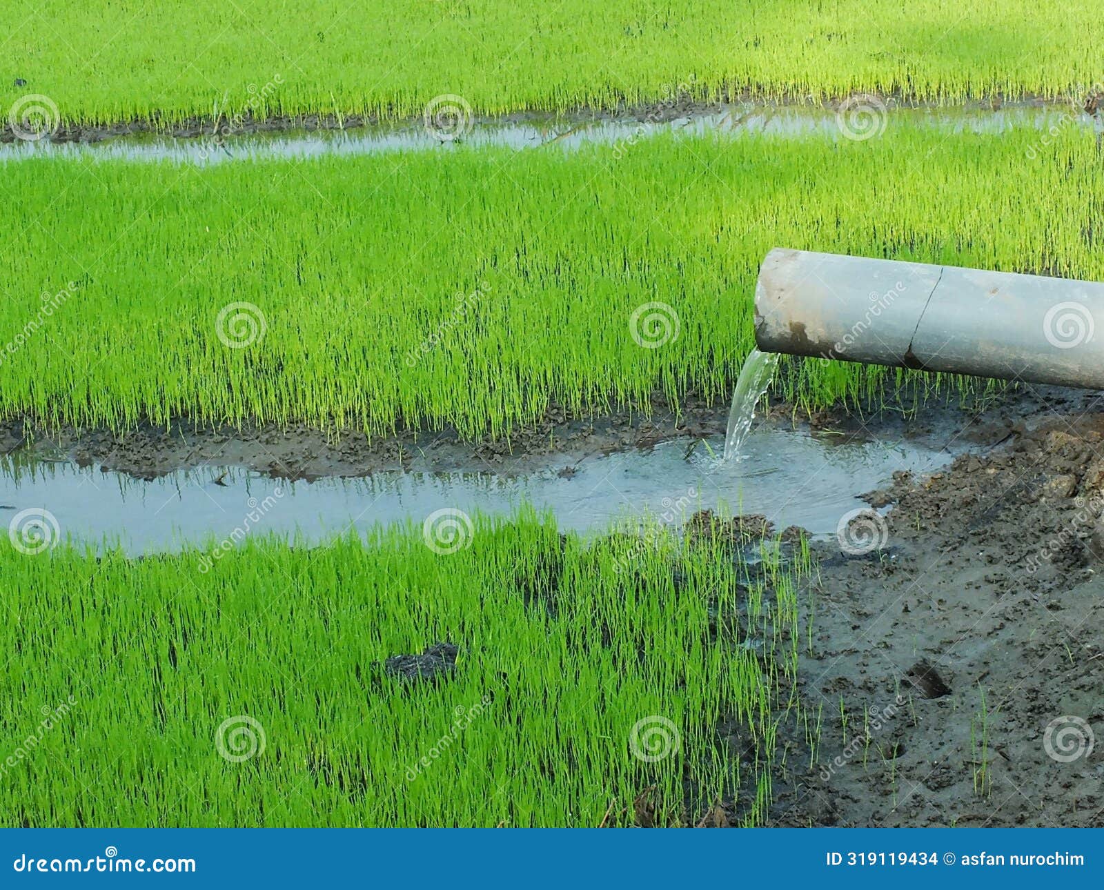 Rice Field Irrigation Pipe in the Morning Stock Photo - Image of leaf ...