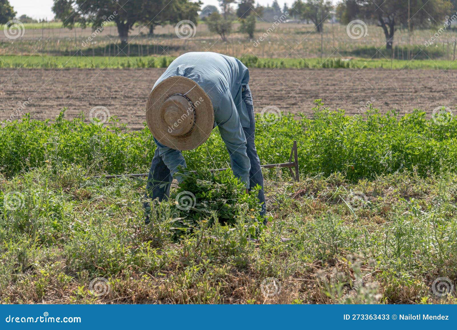 Farmer in the Alfalfa Field Stock Image - Image of harvest, teamwork ...