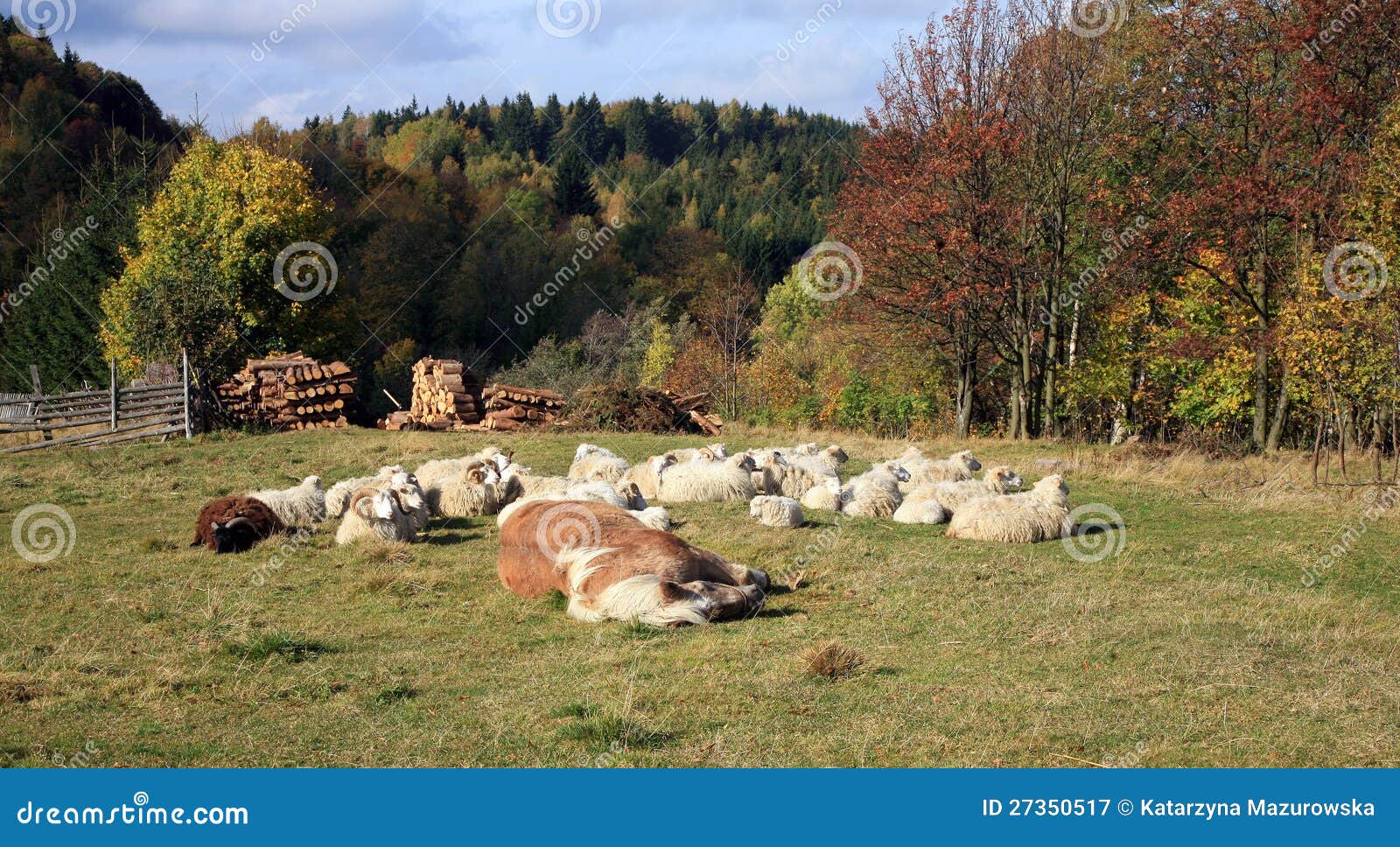 Farmer Animals Sunbathing in the Autumn Sun Stock Image - Image of ...