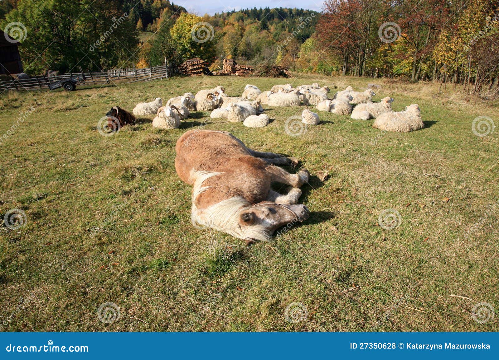 Farmer Animals Sunbathing in the Autumn Sun Stock Photo - Image of ...