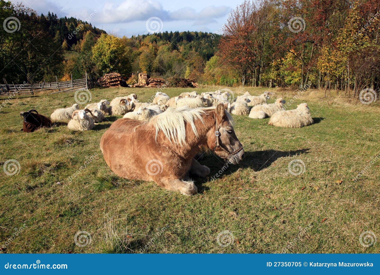Farmer Animals Sunbathing in the Autumn Sun Stock Image - Image of ...