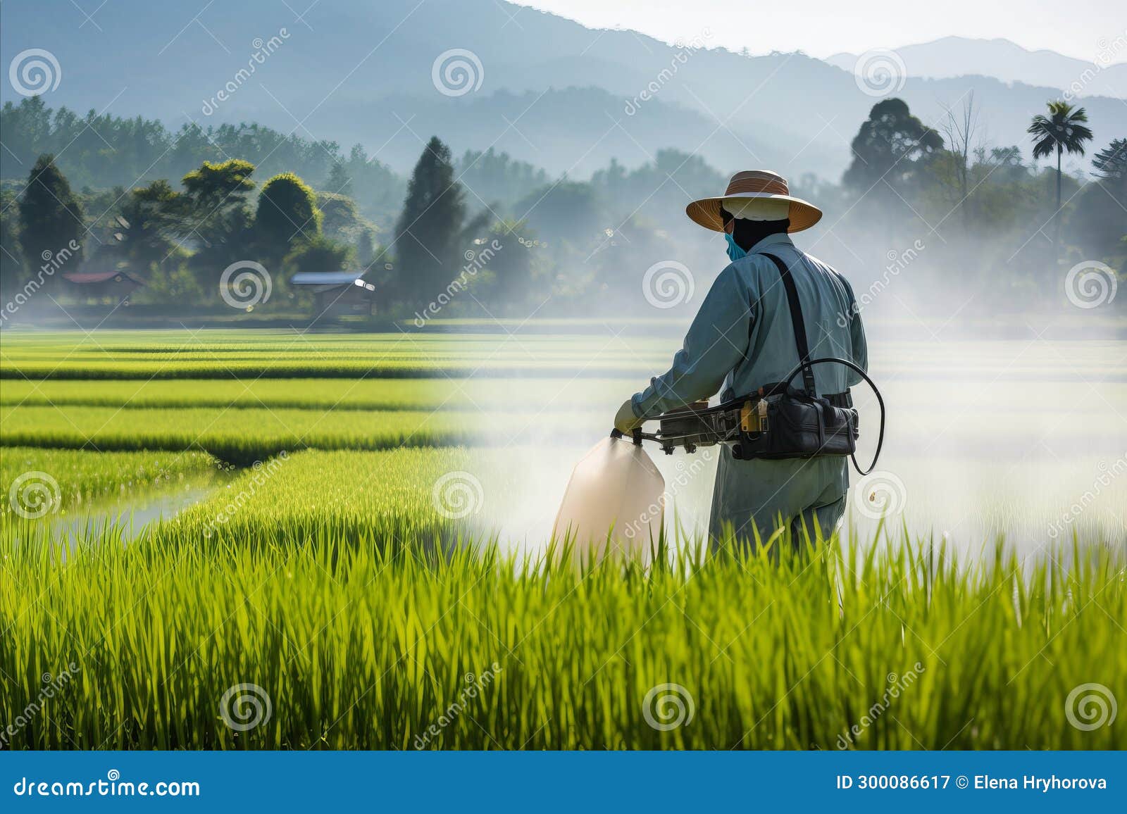 Farmer Applying Insecticides in Vast Rice Paddy Landscape, Expansive ...